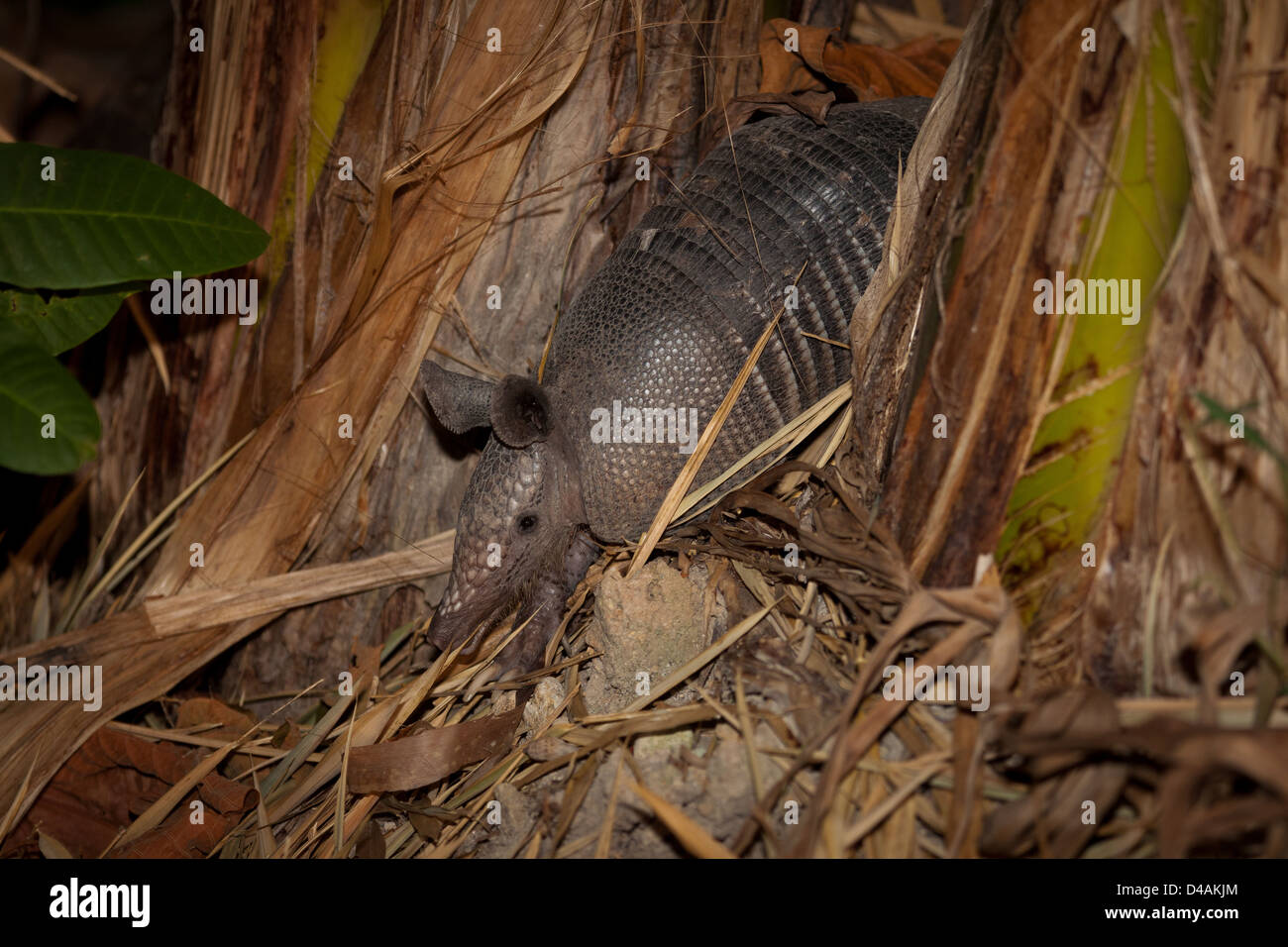 Nine-banded Armadillo, sci.name; Dasypus novemcinctus, Cocle province ...