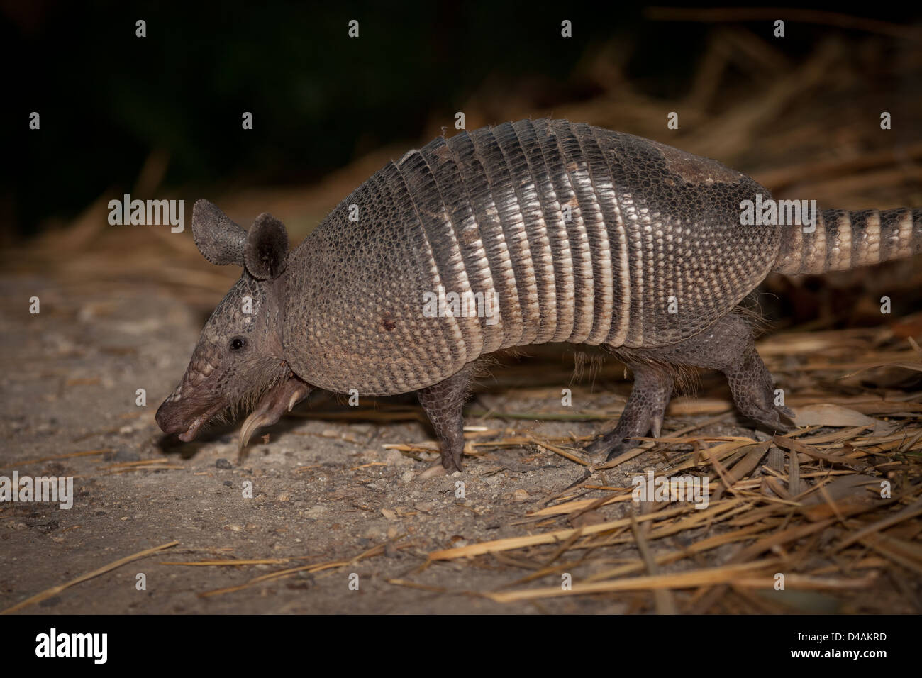 Nine-banded Armadillo, sci.name; Dasypus novemcinctus, Cocle province ...