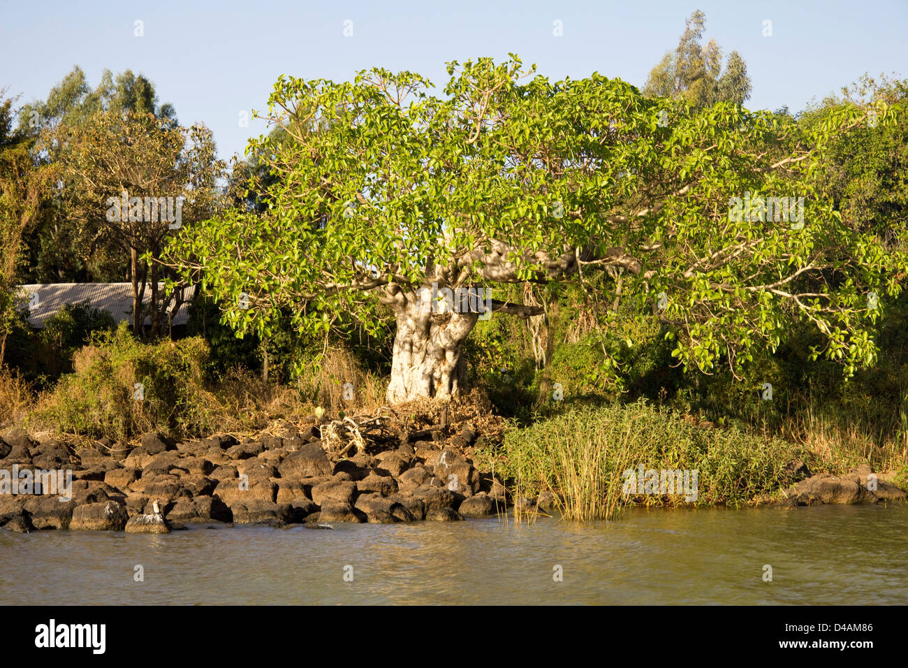 The source of the Blue Nile, Lake Tana, Ethiopia Stock Photo - Alamy