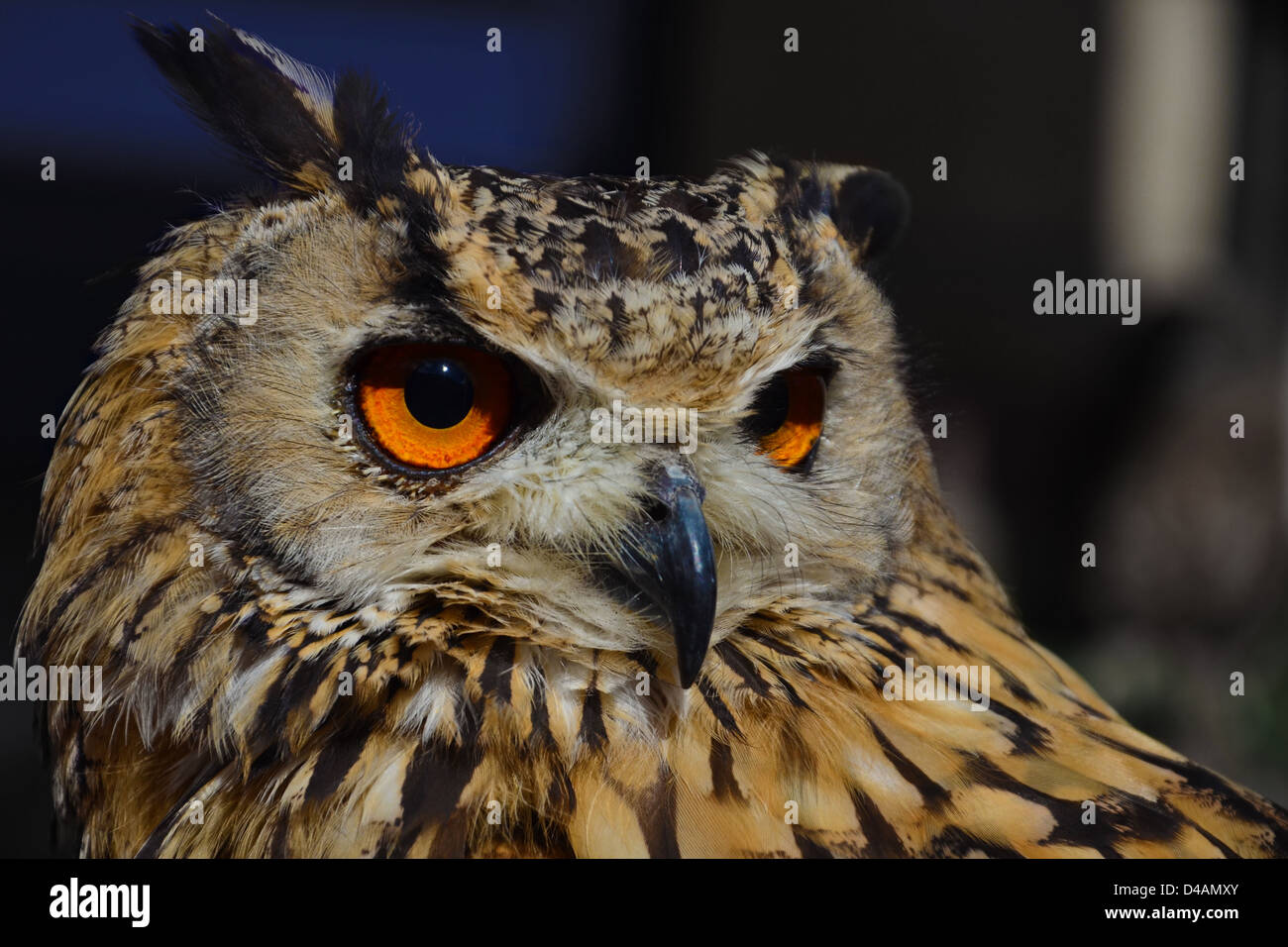 Focused bird of prey hi-res stock photography and images - Alamy