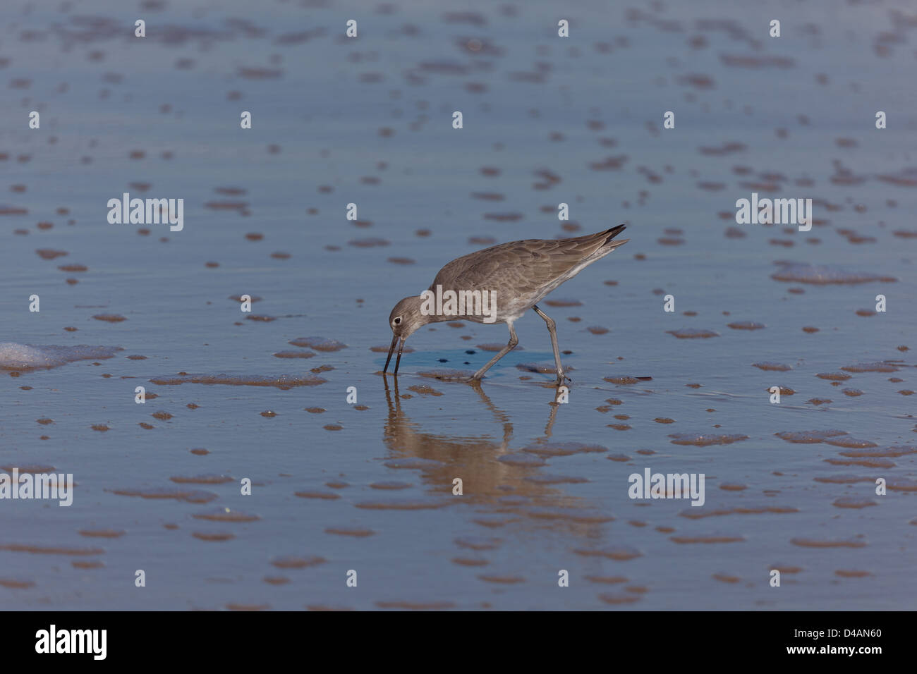 A willet water bird digging into the sand at the the beach Stock Photo ...