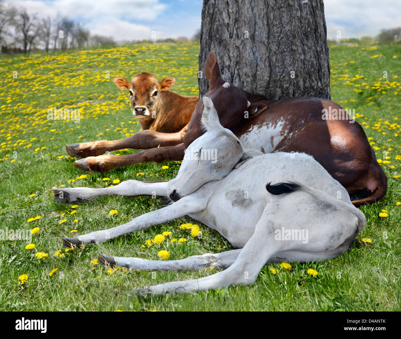 Farm animals under tree hi-res stock photography and images - Alamy