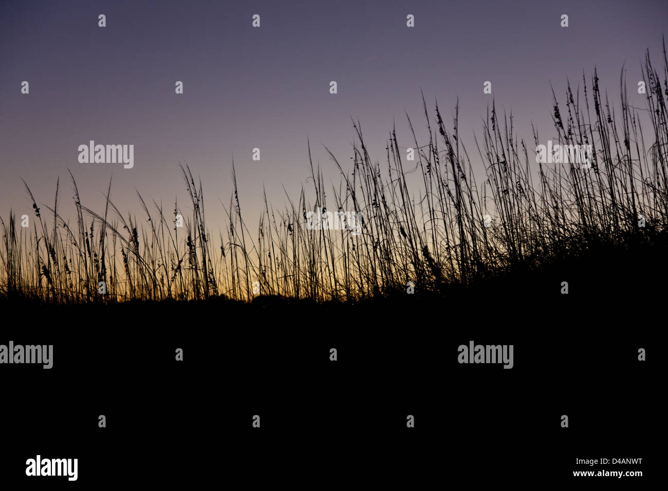 Tall grass at sunset Stock Photo - Alamy