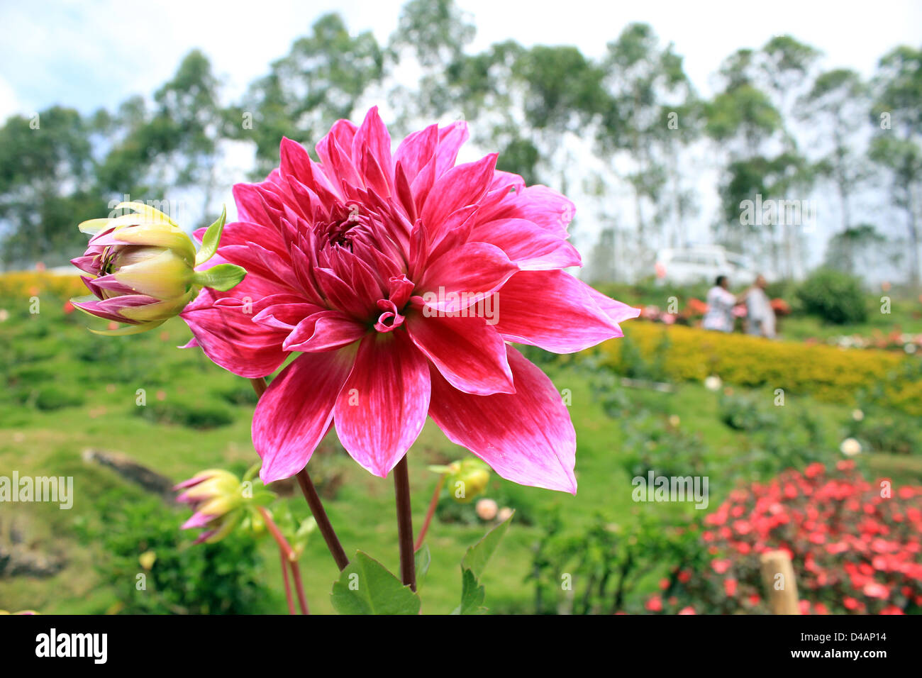 Dahlia hybrida hi-res stock photography and images - Alamy