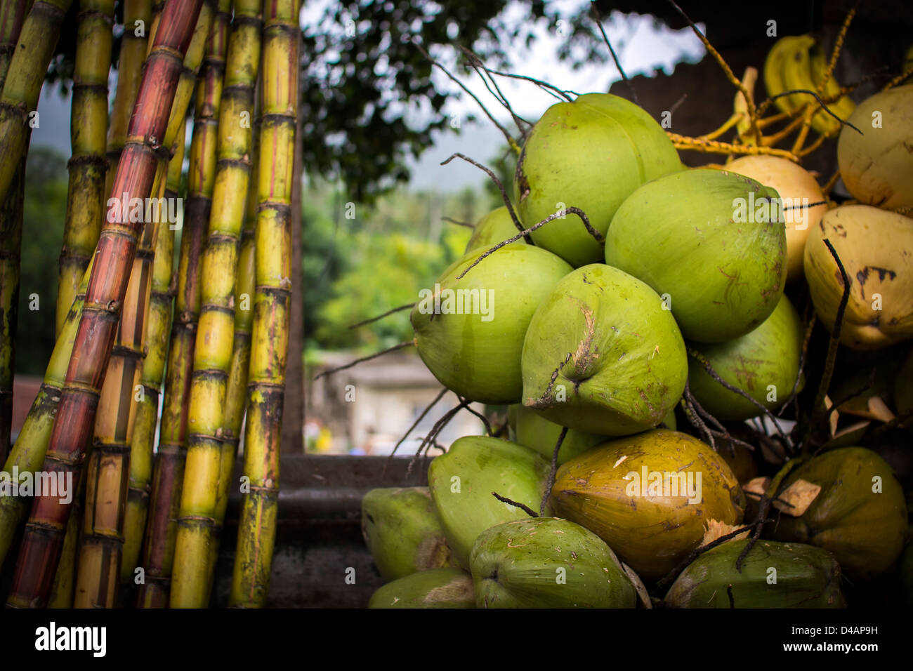 Coconuts and sugar cane Stock Photo - Alamy