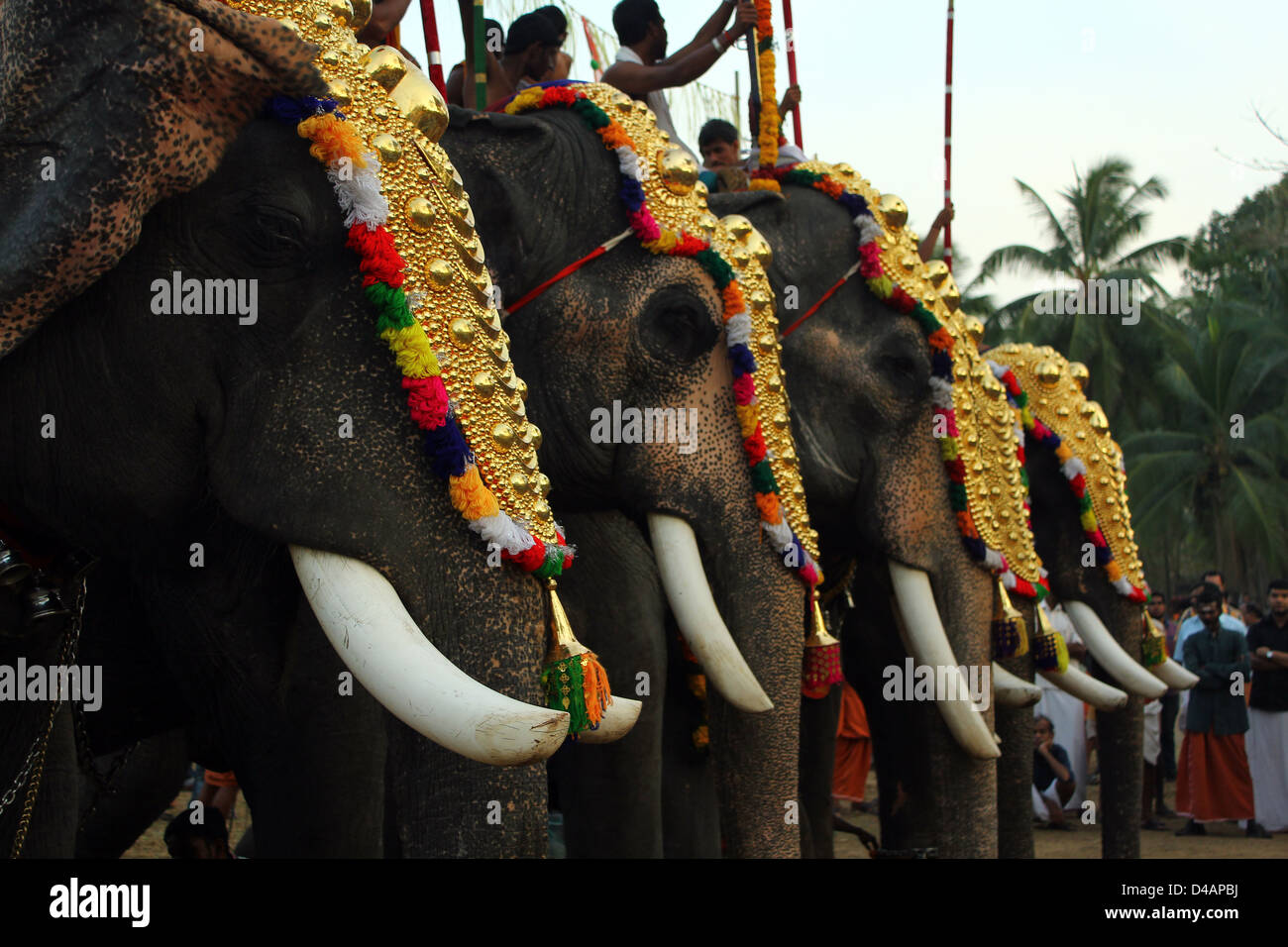 temple elephants in a festival, Kerala, India Stock Photo - Alamy