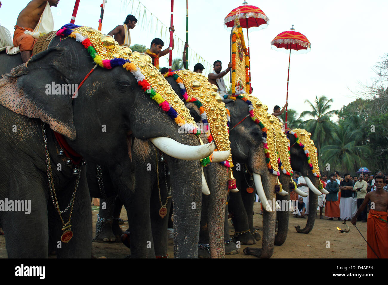 temple elephants in a festival, Kerala, India Stock Photo - Alamy