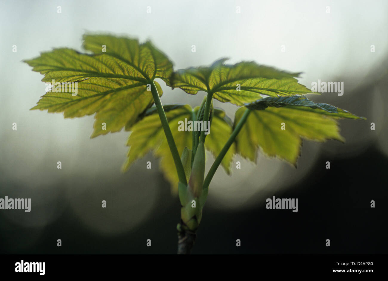 New leaves in spring Stock Photo - Alamy