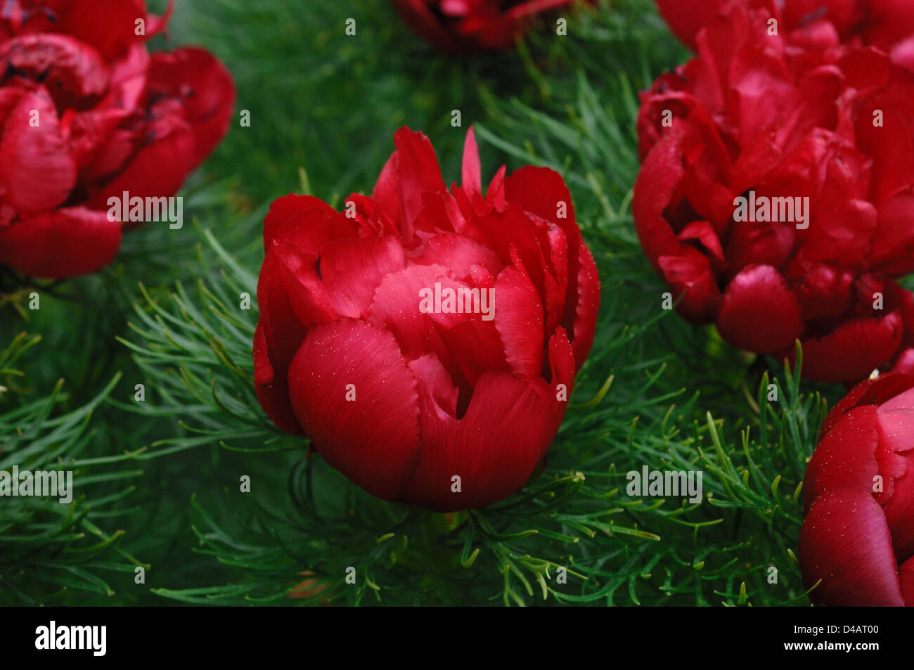 Fern Leaf Peony flowers (Paeonia tenuifolia Stock Photo - Alamy