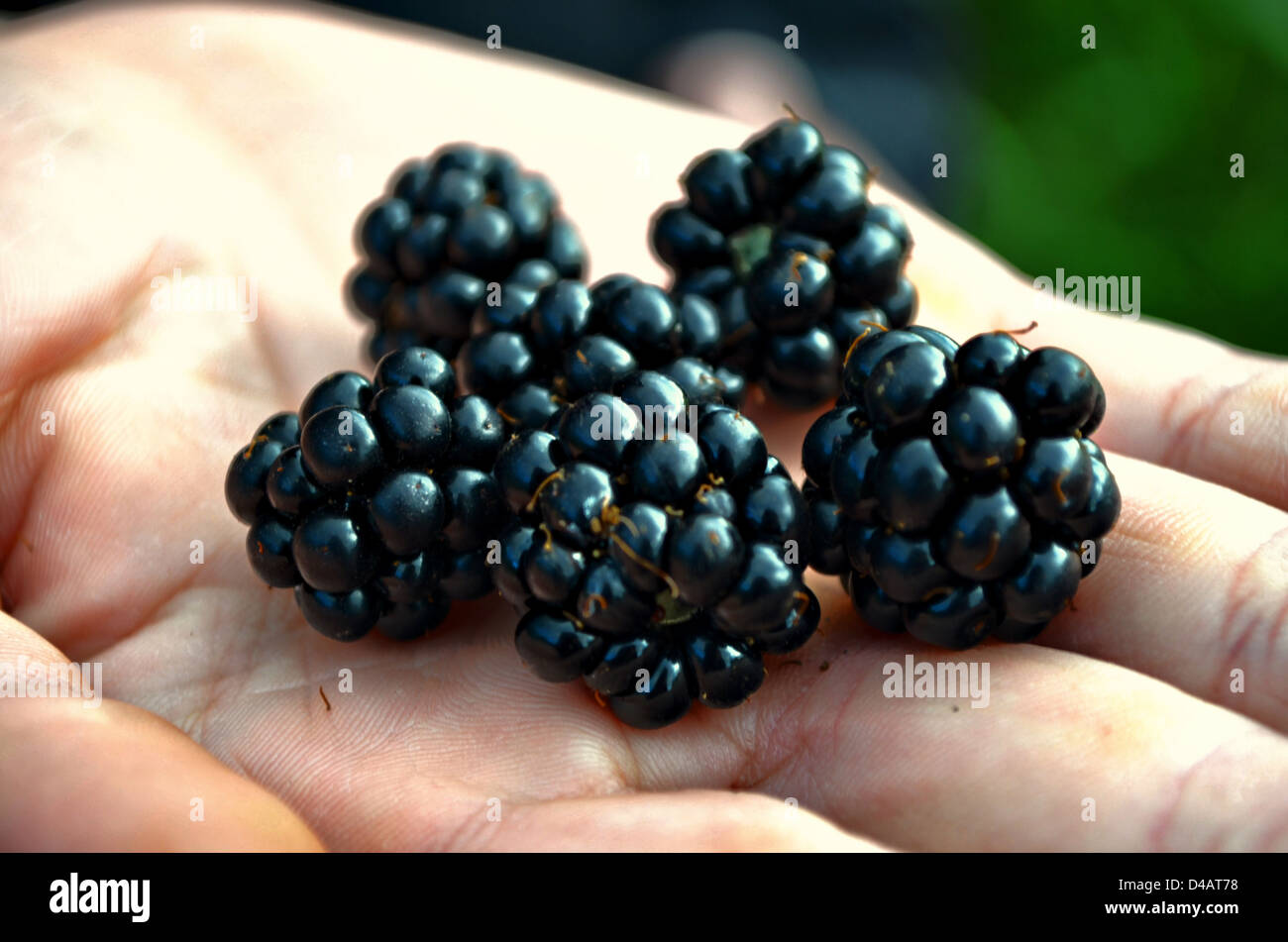 Hand picked berries hi-res stock photography and images - Alamy