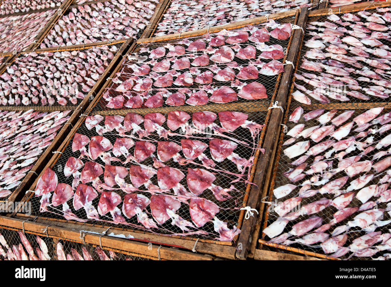 Squid in red sea hi-res stock photography and images - Alamy