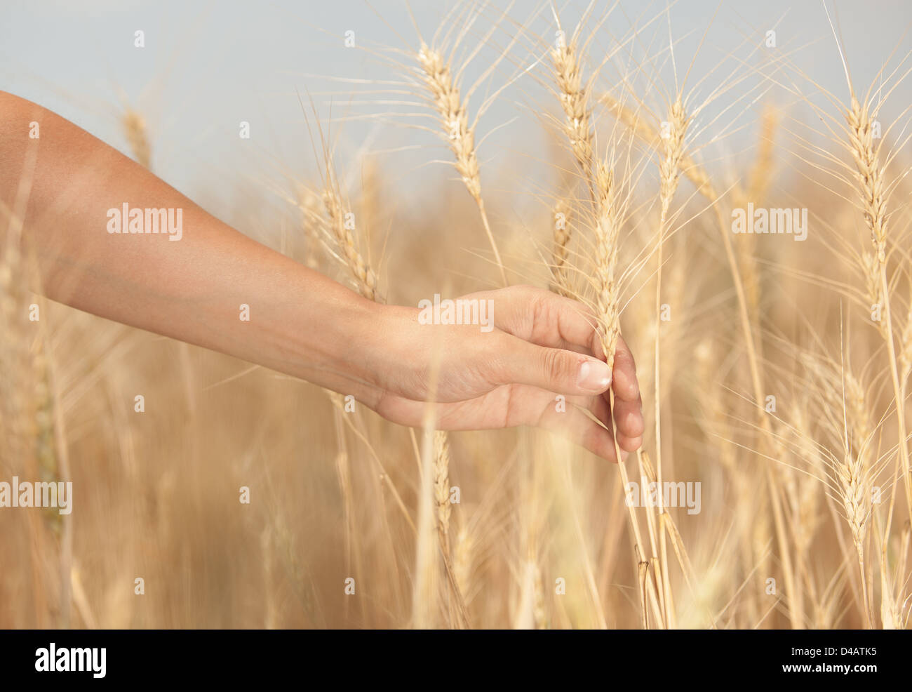 Man's hand holding a spike on the background field Stock Photo - Alamy