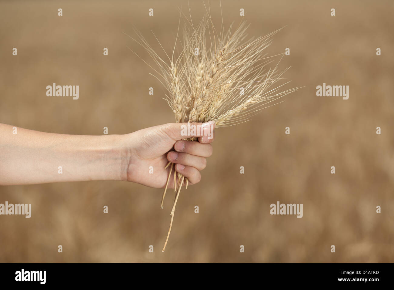 Man's hand holding a spike on the background field Stock Photo - Alamy