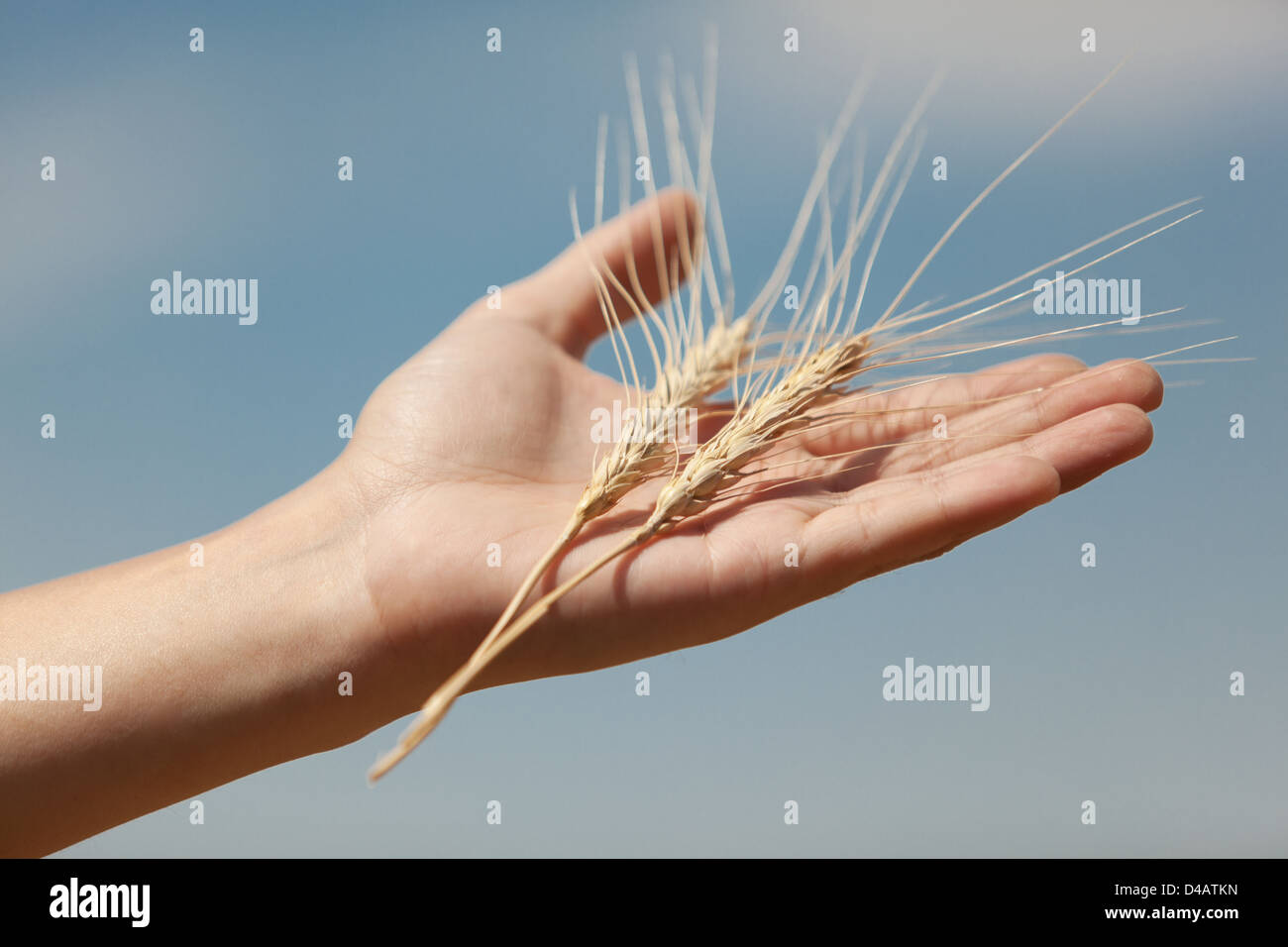 Man's hand holding a spike on the background field Stock Photo - Alamy
