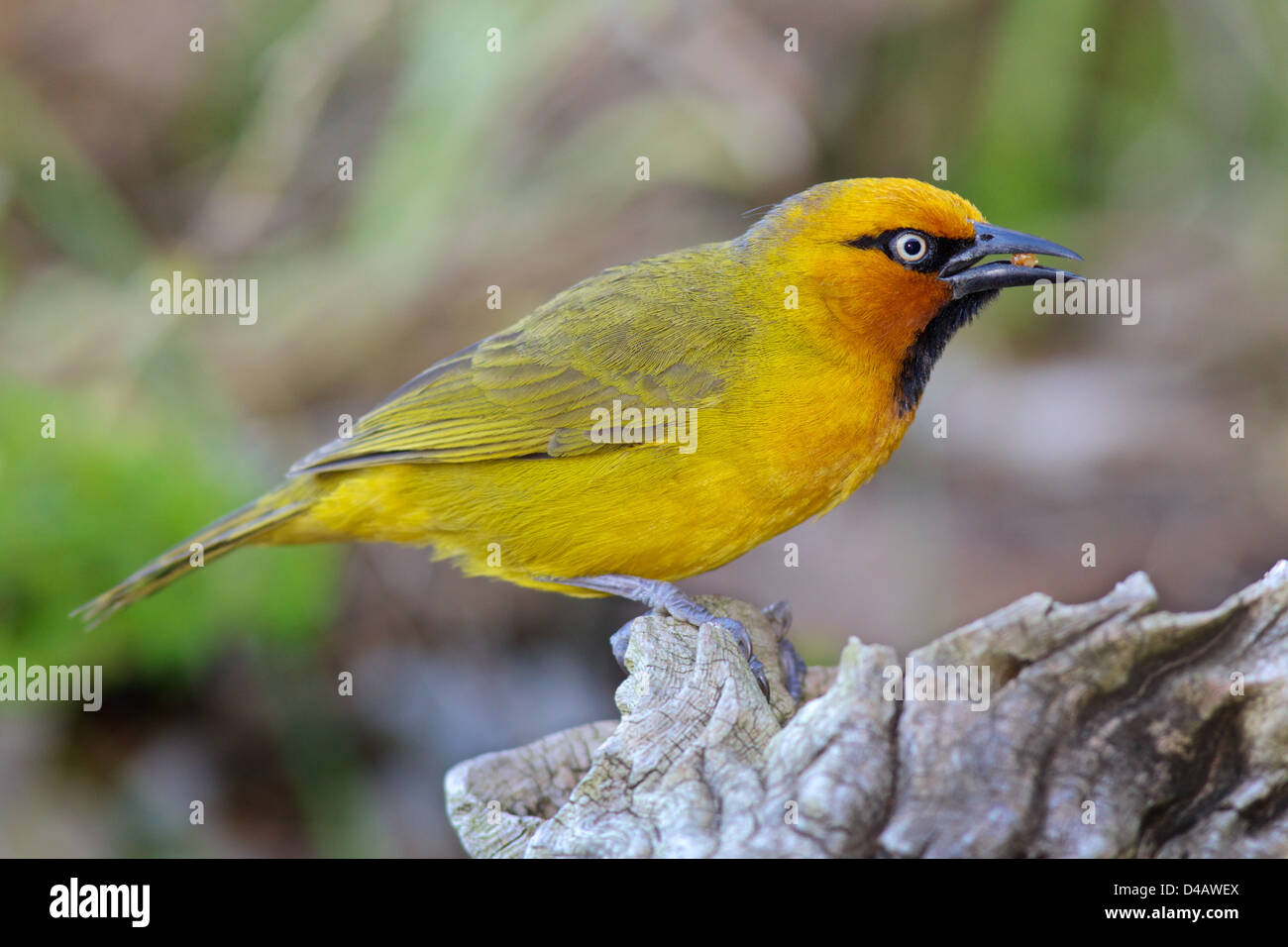 Ploceus ocularis hi-res stock photography and images - Alamy