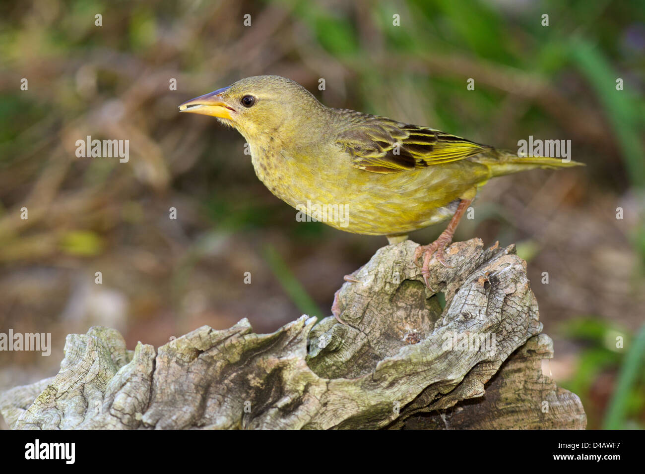 Ocularis hi-res stock photography and images - Alamy