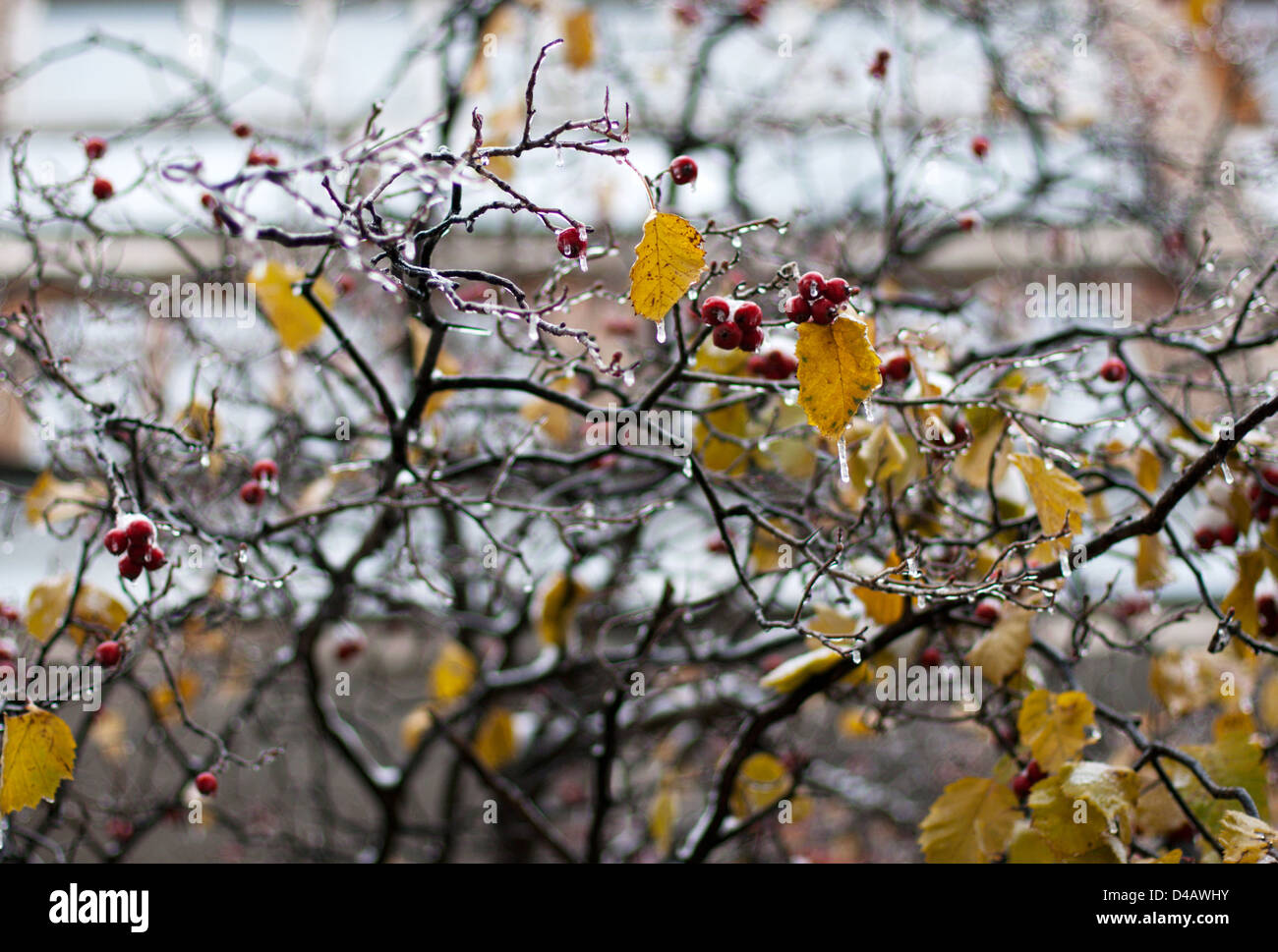 Red haw berries encased in coating of ice Stock Photo - Alamy