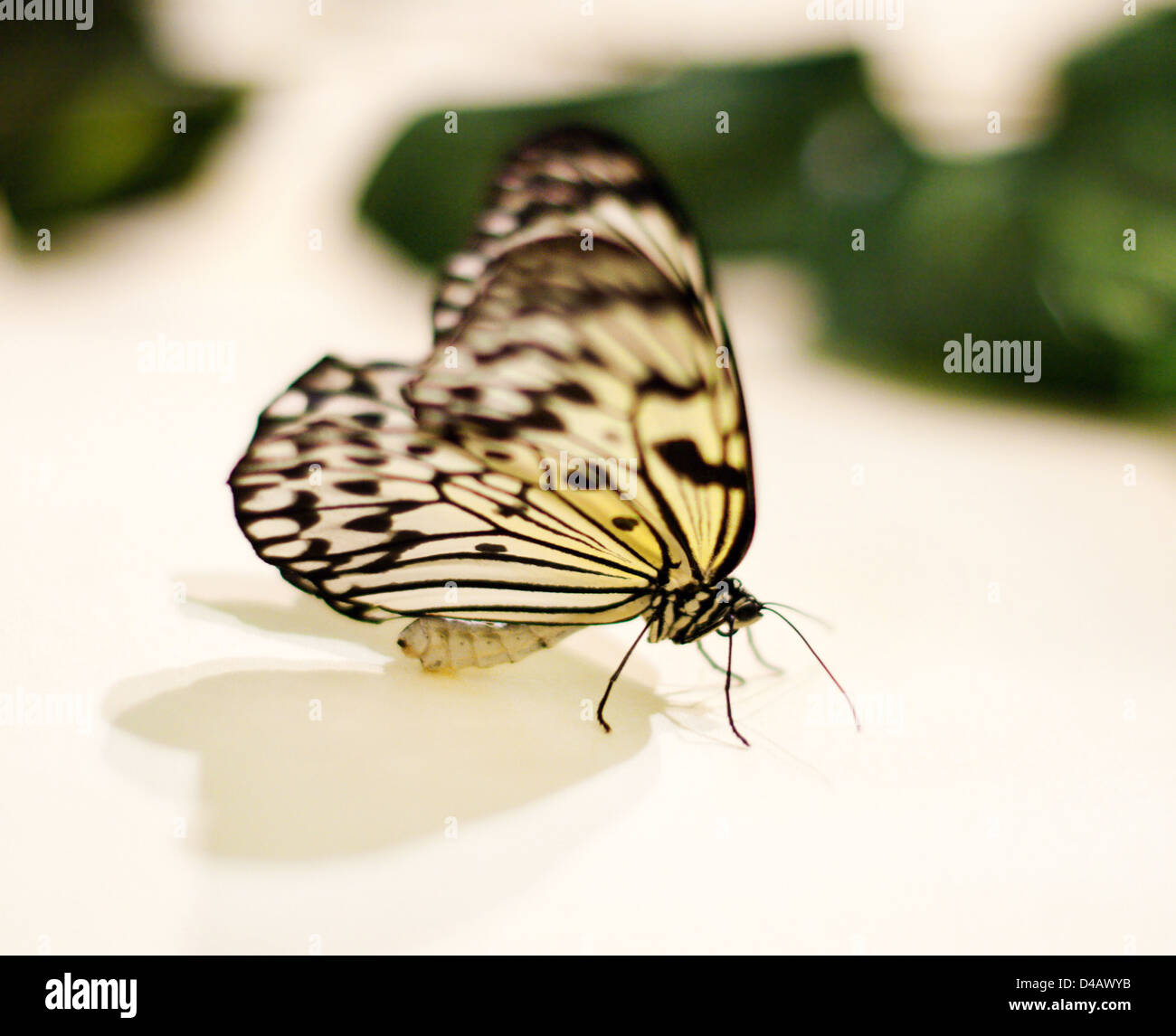 Rice paper butterfly. Idea leuconoe Stock Photo - Alamy