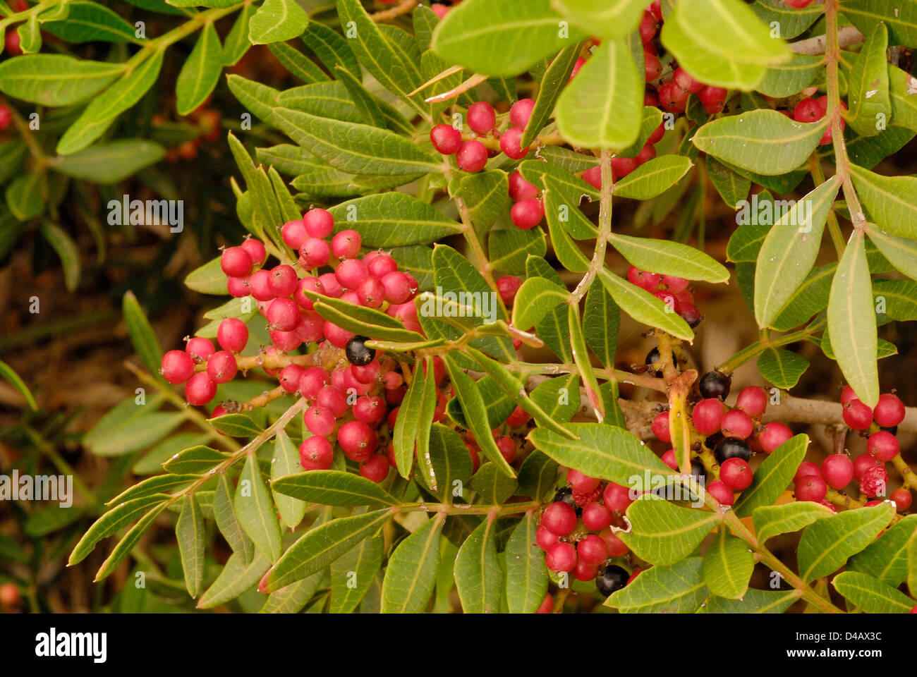 Olivella oleaceae sardinia hi-res stock photography and images - Alamy