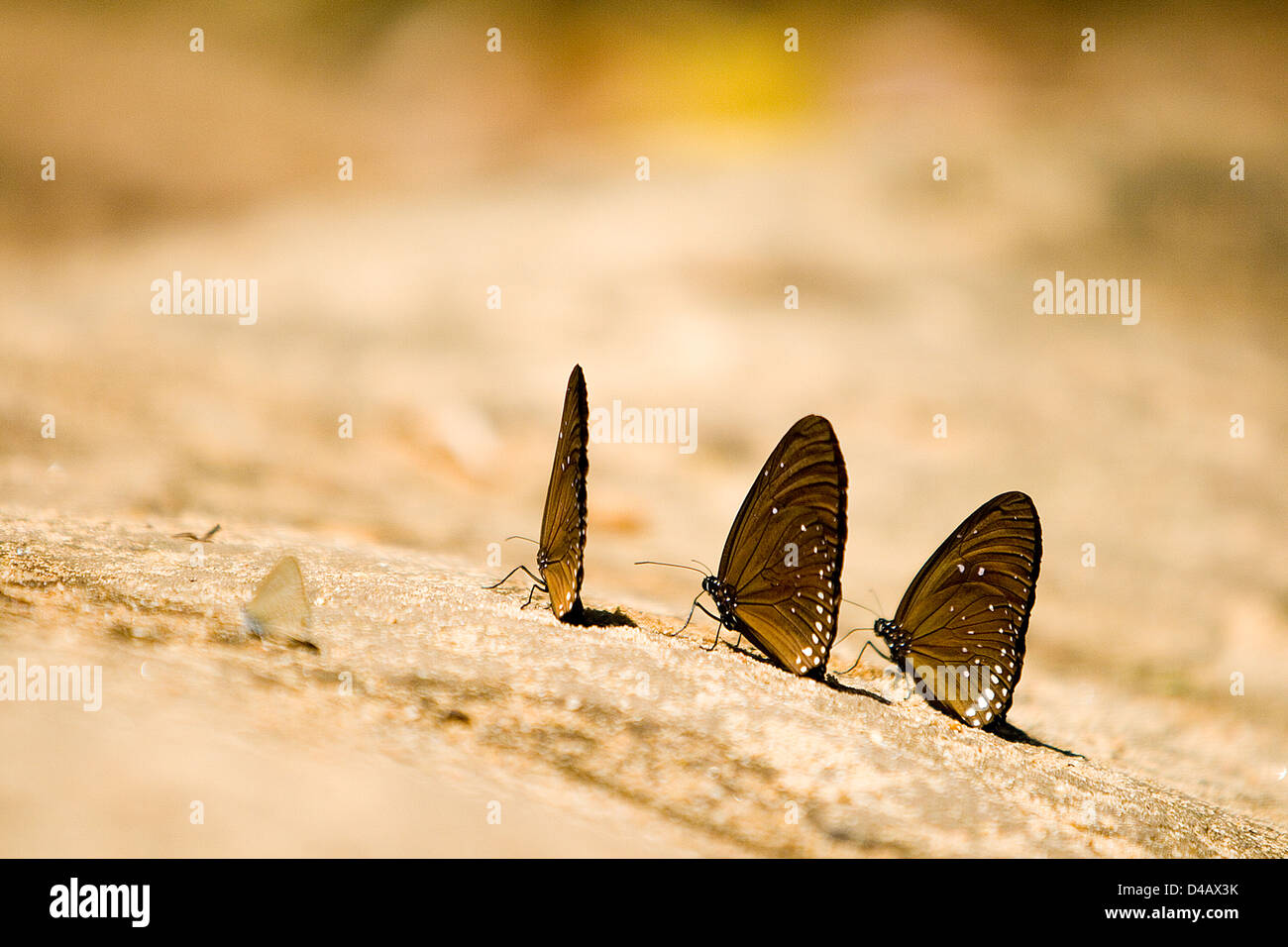 3 butterflies in a row Stock Photo - Alamy