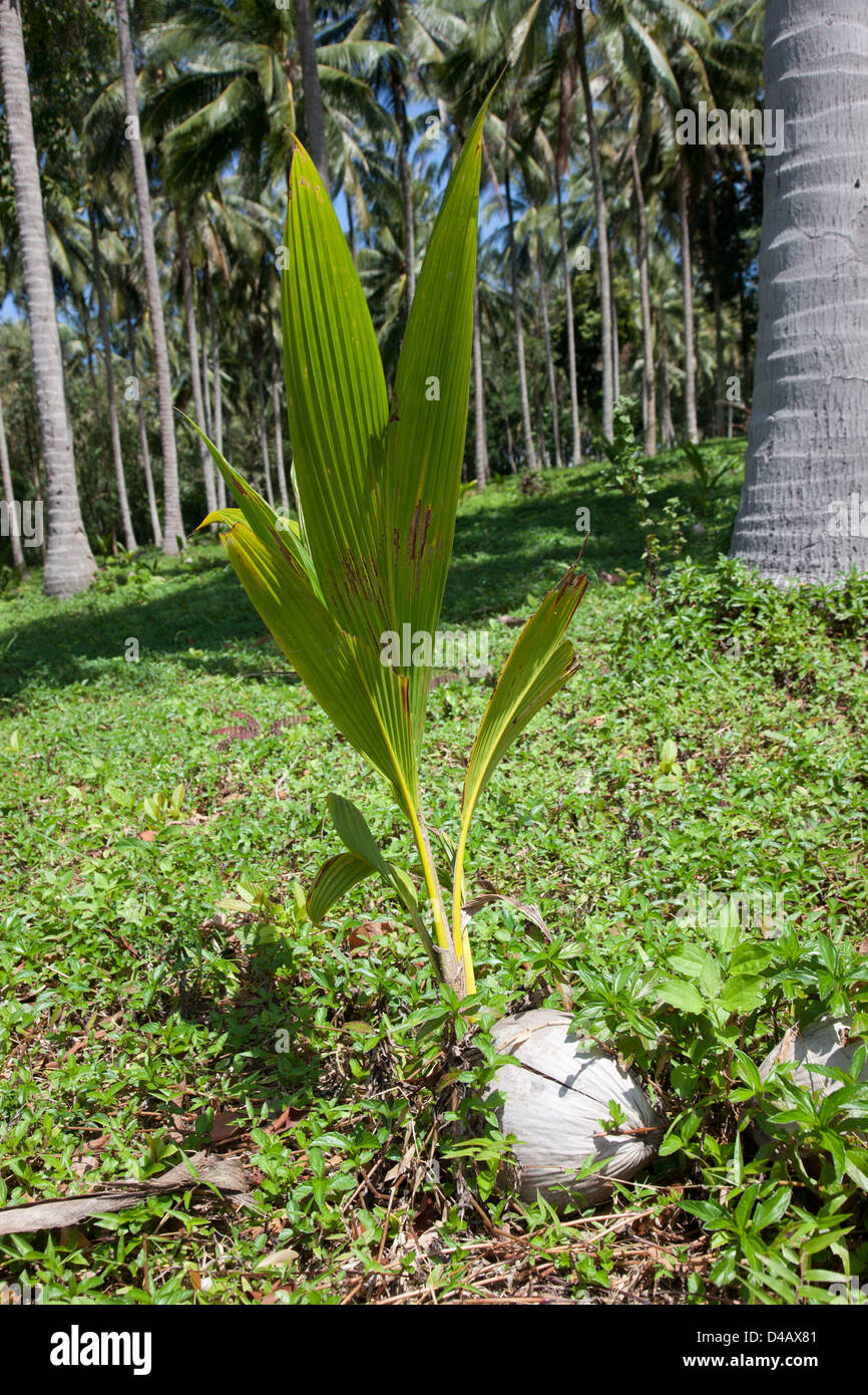 Cocos nucifera germination hi-res stock photography and images - Alamy