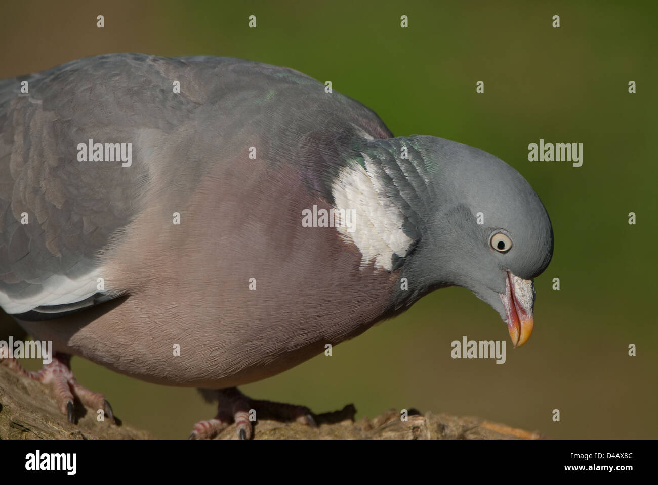 Pigeon log hi-res stock photography and images - Alamy