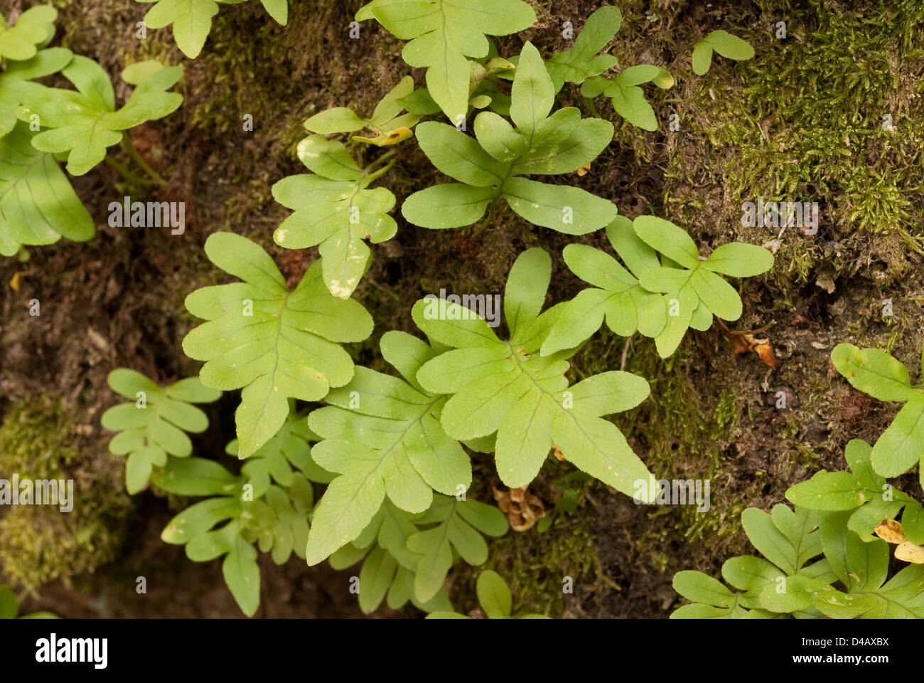 Polypodium sp hi-res stock photography and images - Alamy