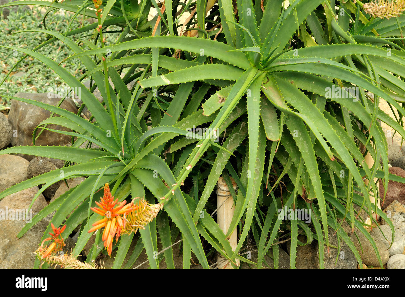 Aloe aloe arborescens hi-res stock photography and images - Alamy
