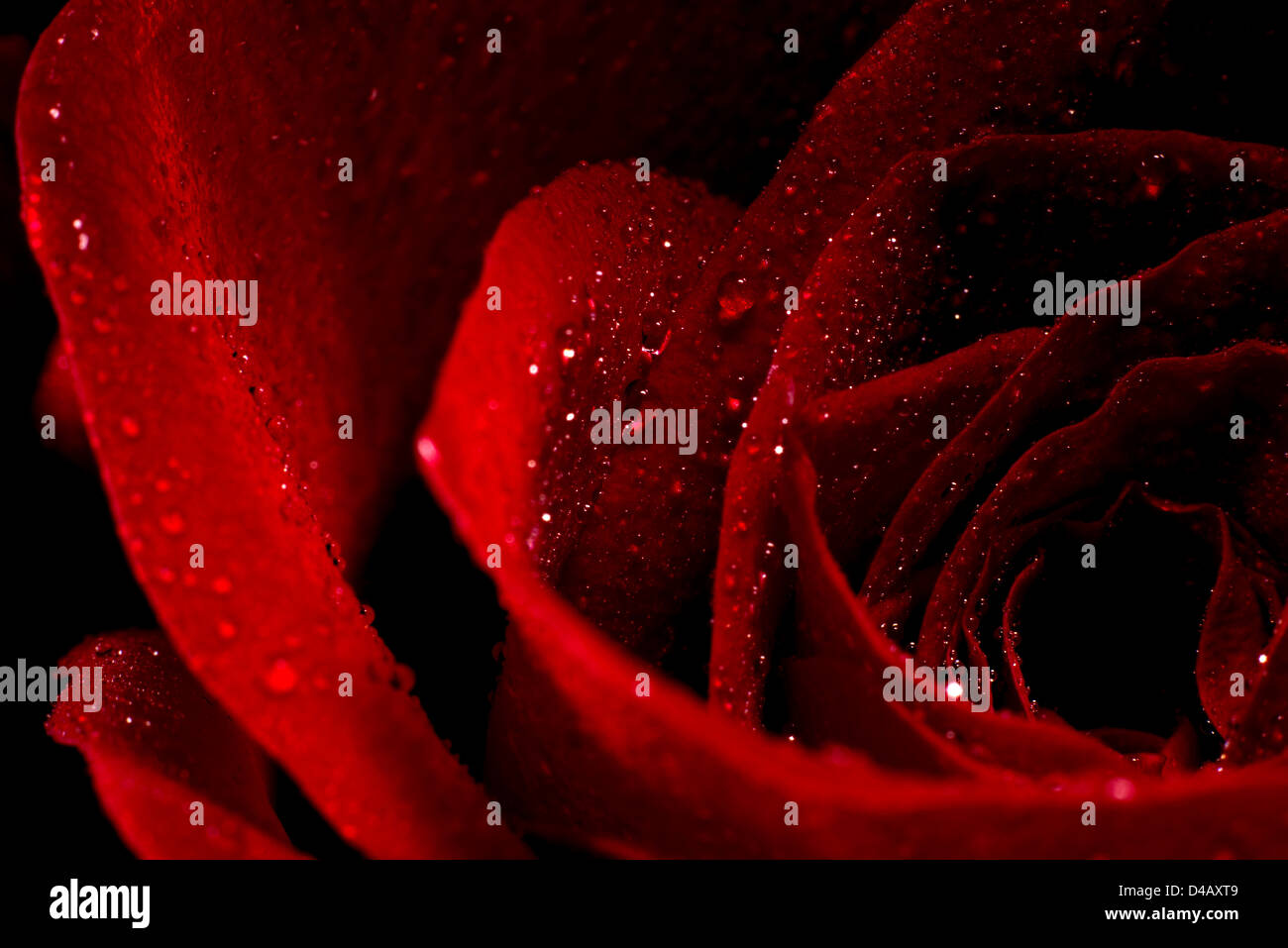 red rose close up, Flowers , Macro Photography Stock Photo - Alamy