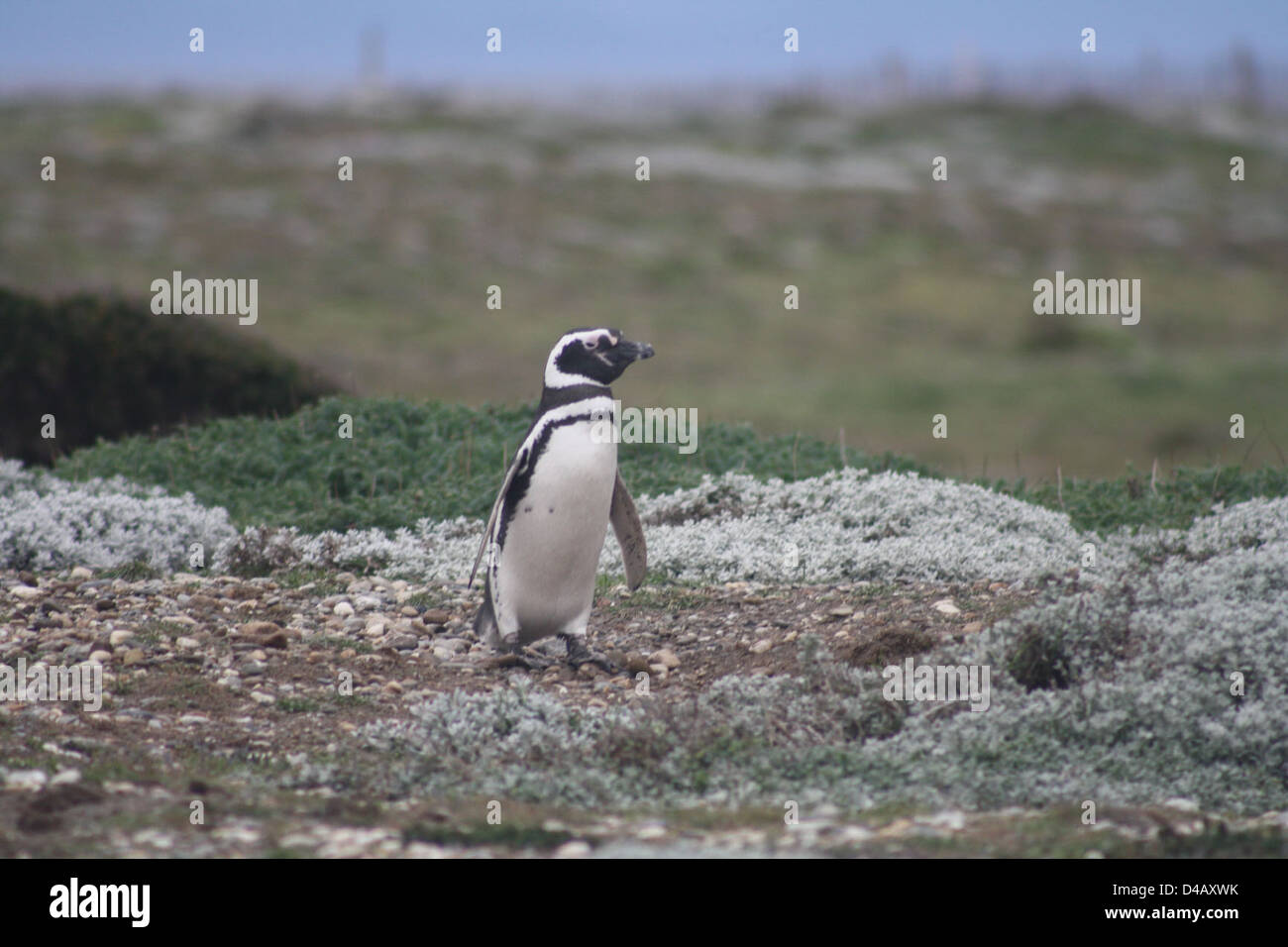 NASA’s Operation IceBridge captures images of Magallanes penguins in ...