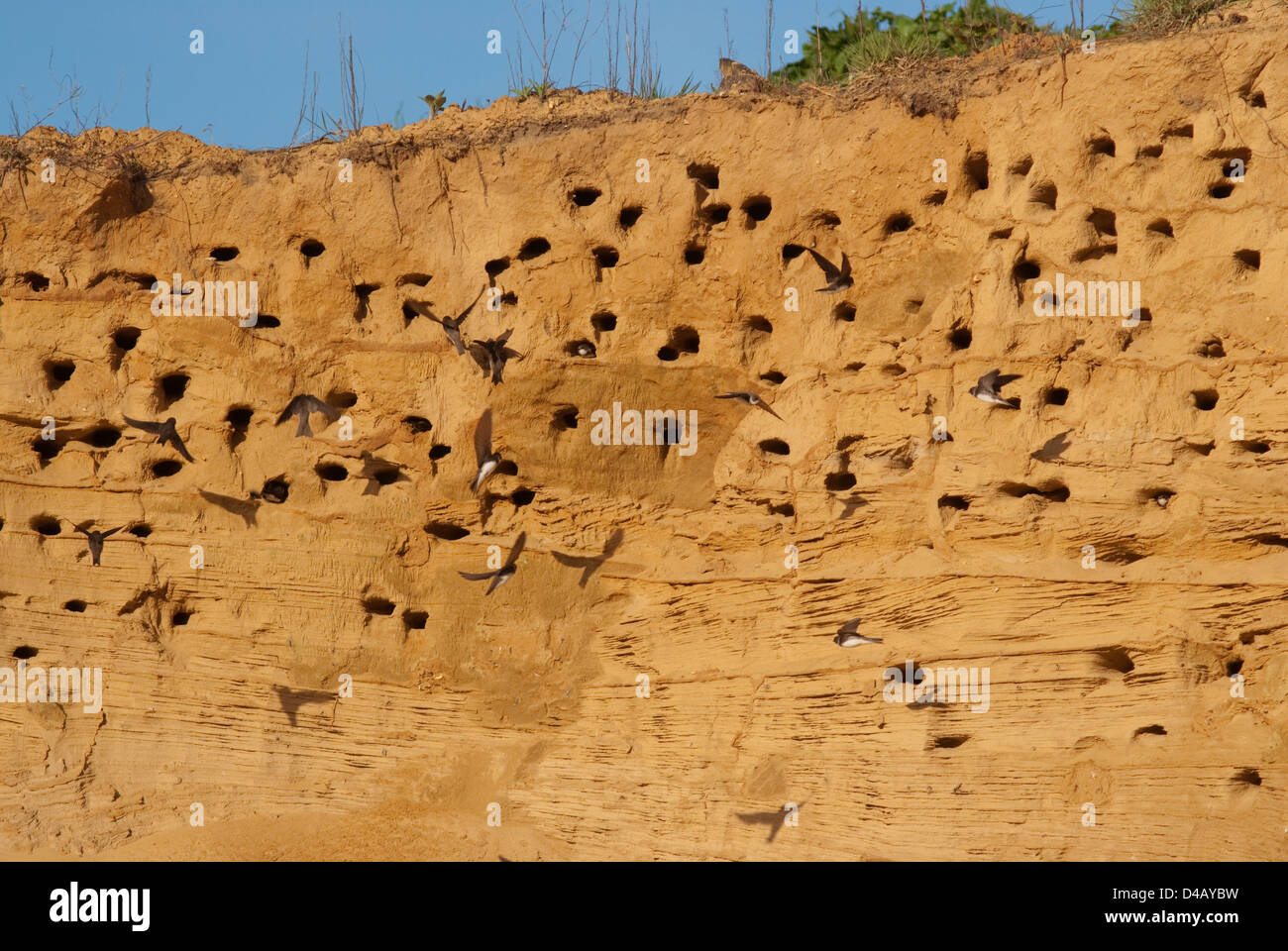 Colony of Sand Martins at nesting cliff Stock Photo - Alamy