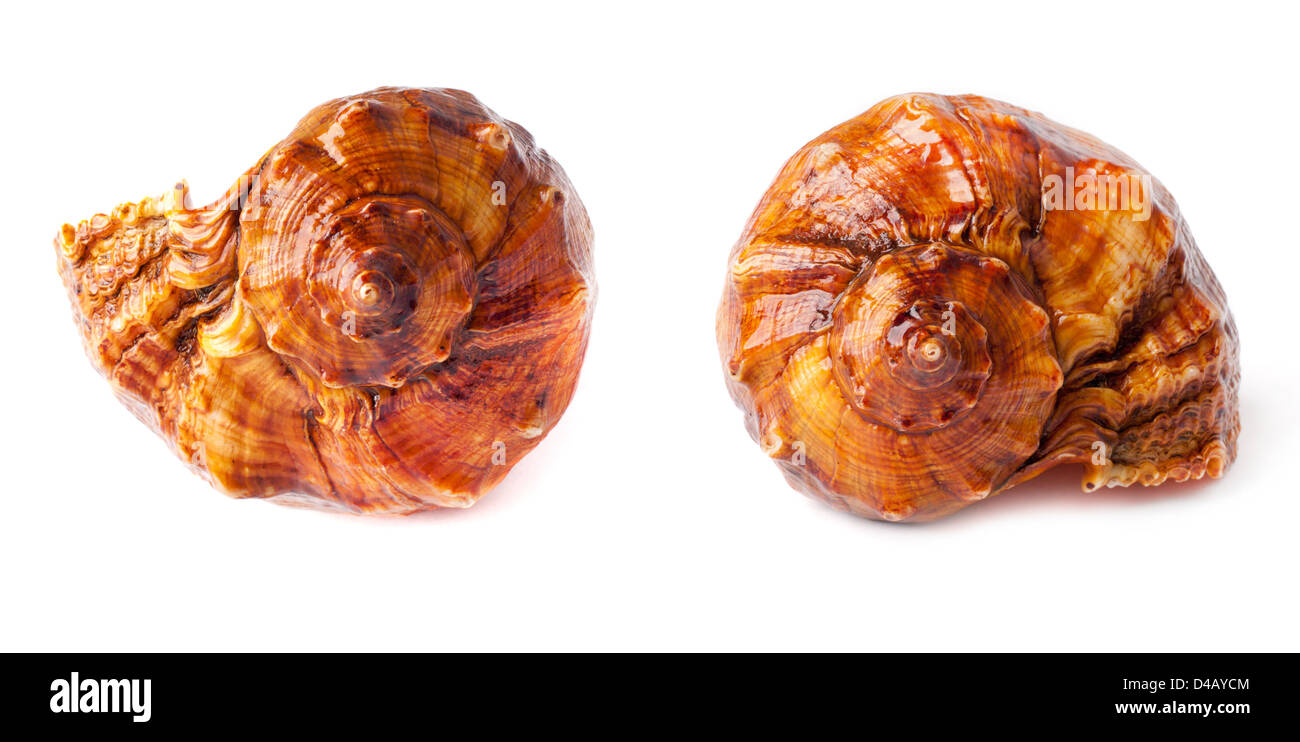 big spiked seashell on white Stock Photo - Alamy