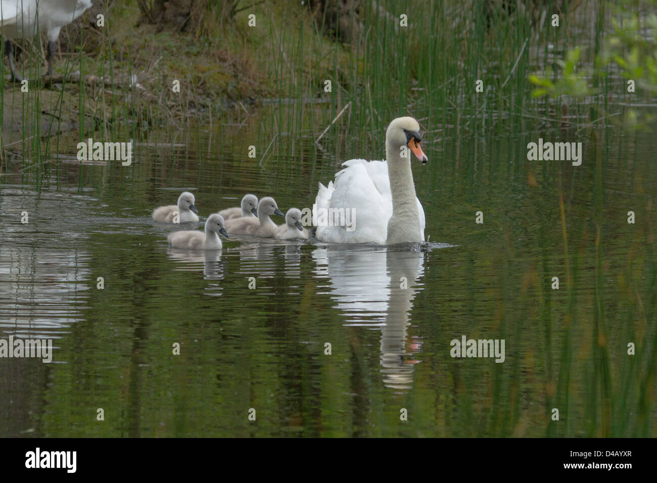 Mute swan and cygnets swimming Stock Photo - Alamy