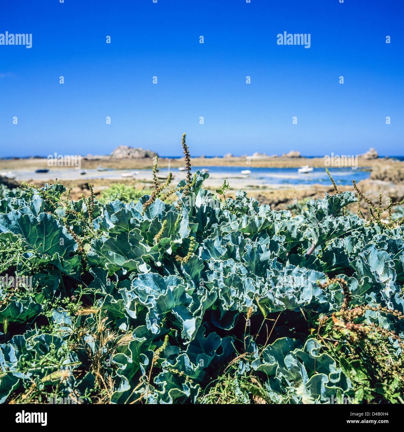 Seas kales hi-res stock photography and images - Alamy