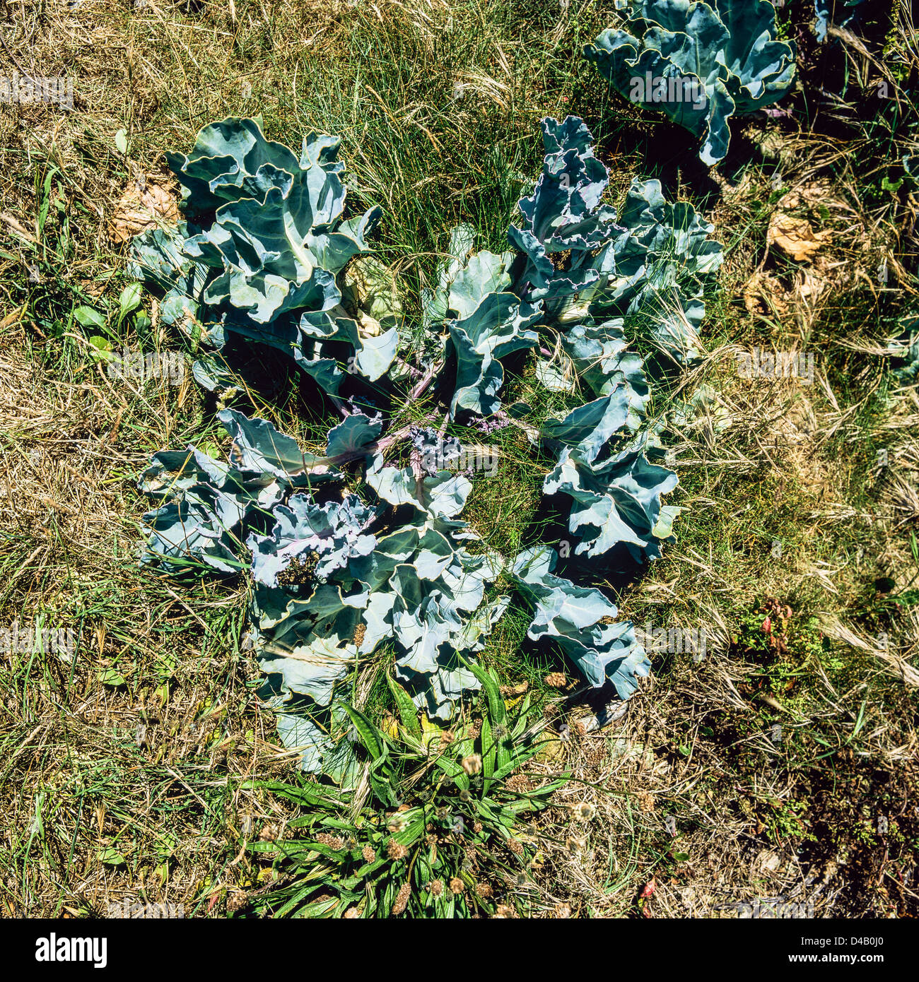 Sea kale cabbage Brittany France Stock Photo - Alamy