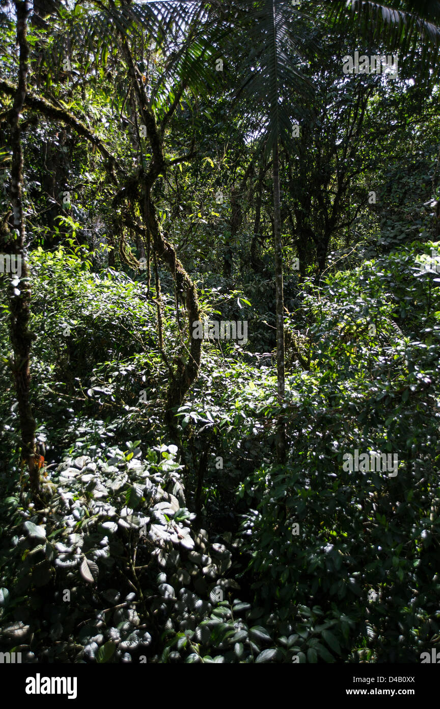 Equatorial biodiversity hi-res stock photography and images - Alamy