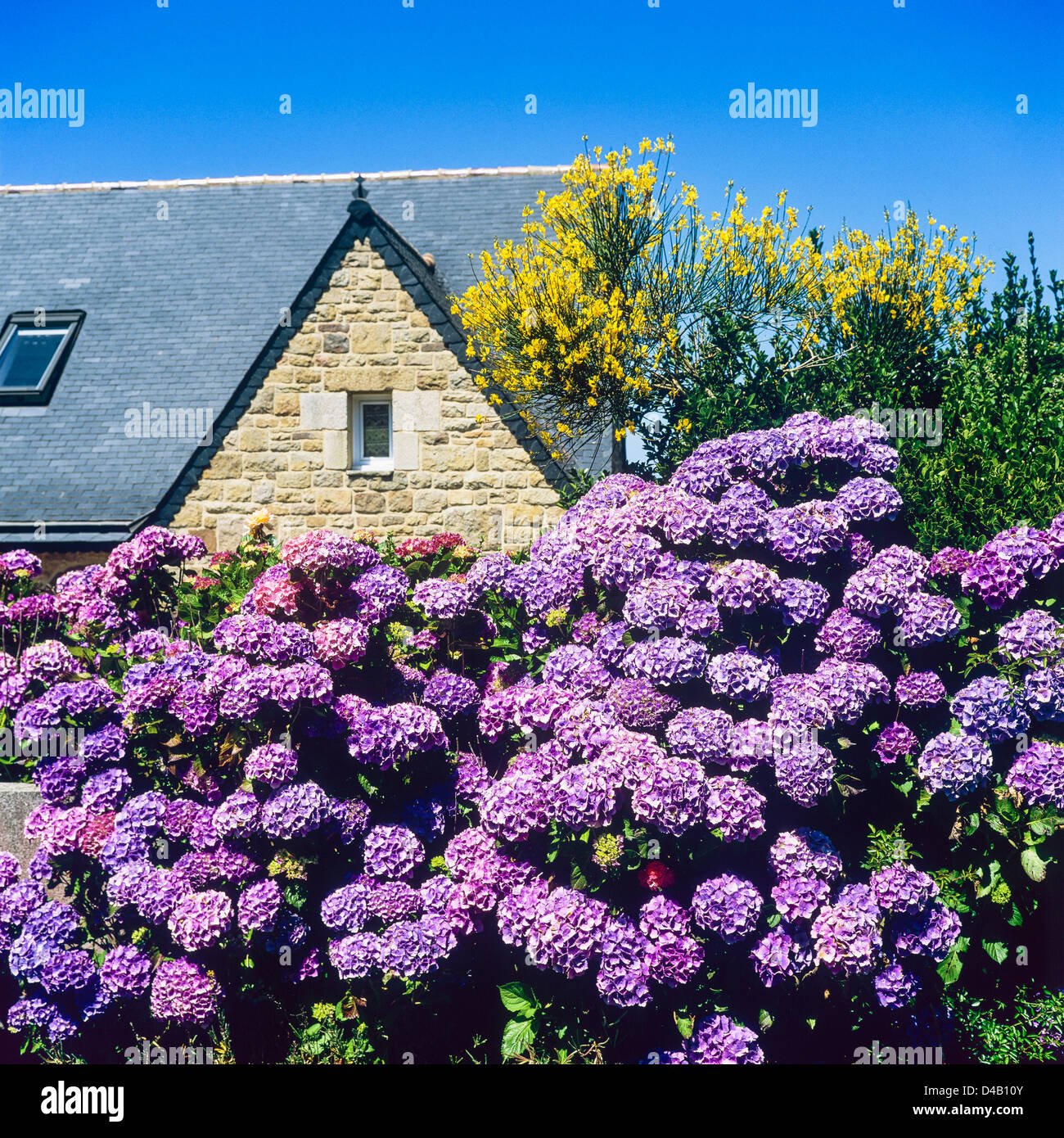 Hydrangea flowers and house "Perros-Guirec" Brittany France Stock Photo ...