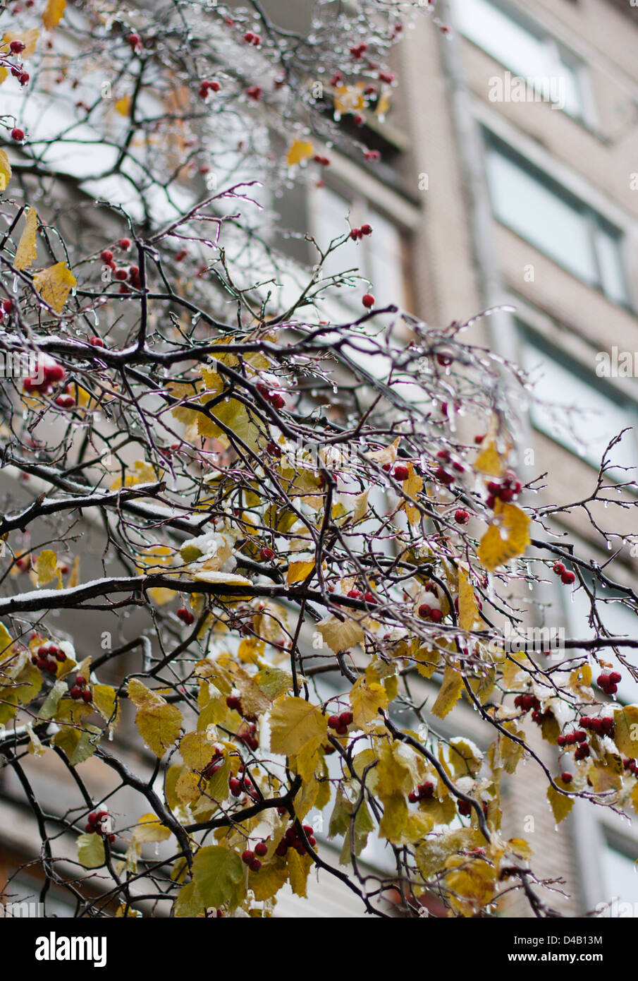 Red haw berries encased in coating of ice Stock Photo - Alamy