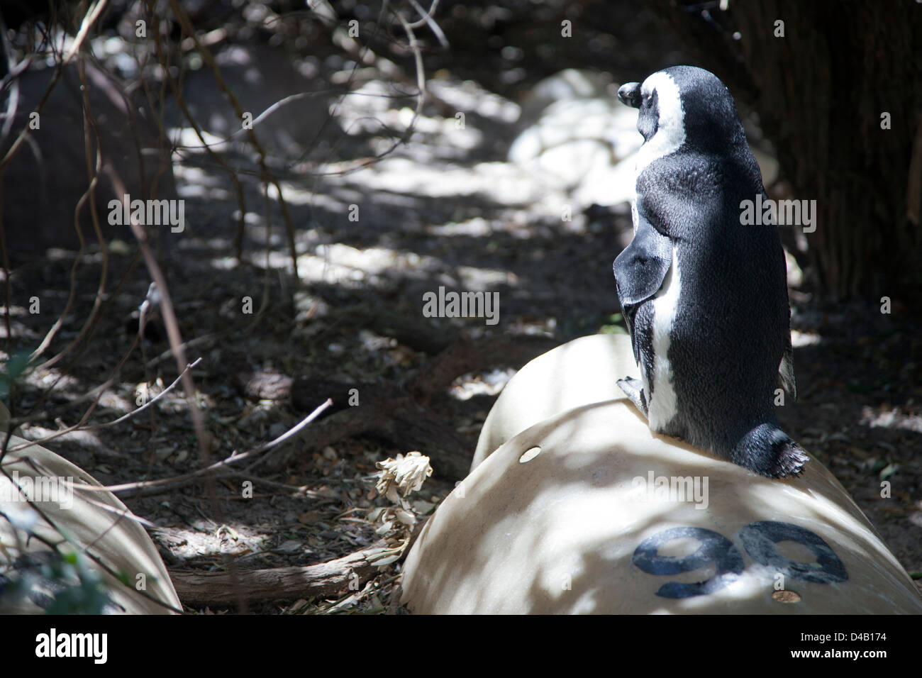 African penguin sitting on Protected habitat on Boulders Beach Stock ...