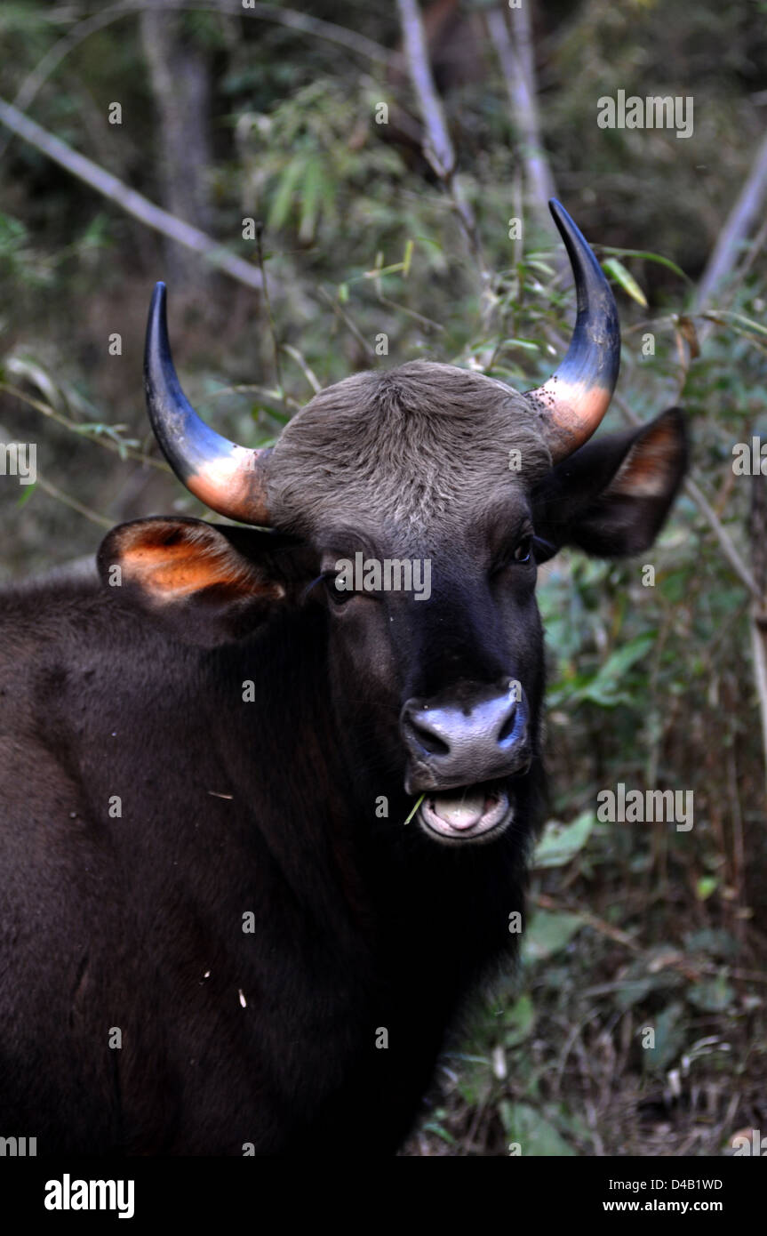 Gaur cow (Bos gaurus) at Kanha National Park, Madhya Pradesh, India ...