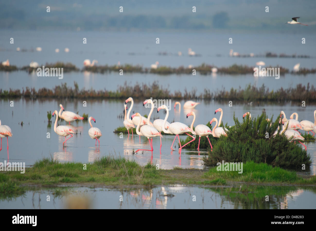 Flamingo running hi-res stock photography and images - Alamy
