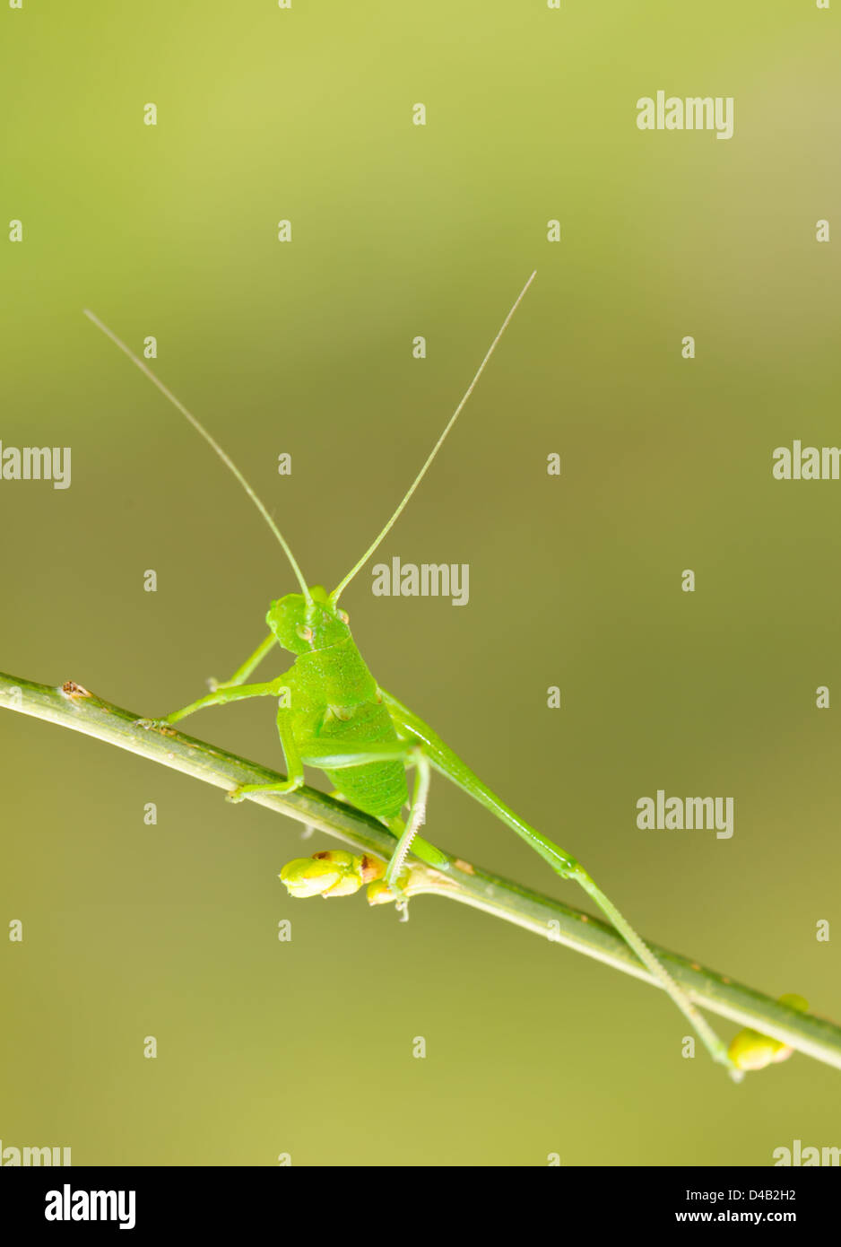 Cricket insect legs hi-res stock photography and images - Alamy