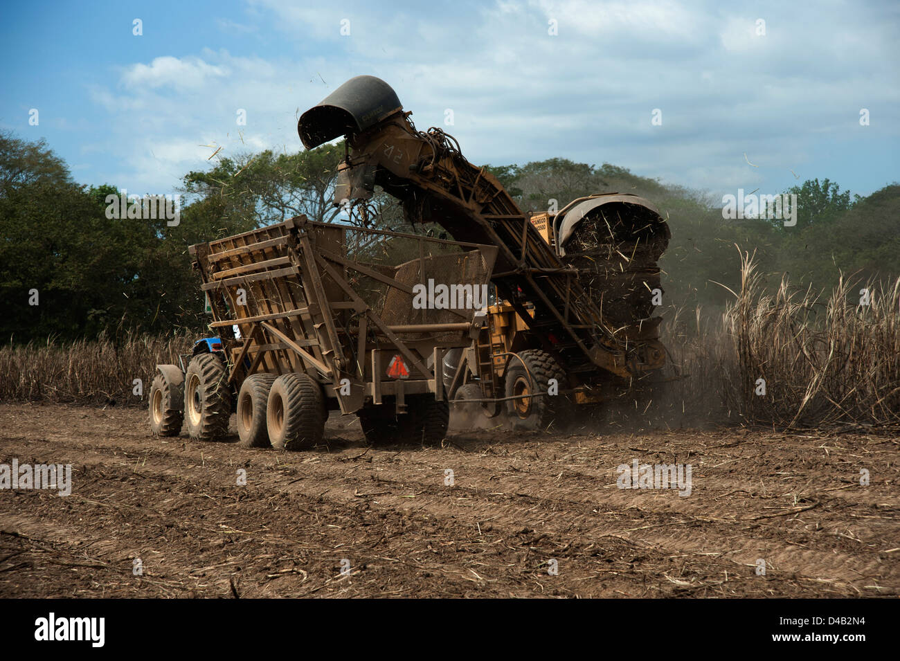 Cutting sugar cane , Costa Rica Stock Photo - Alamy