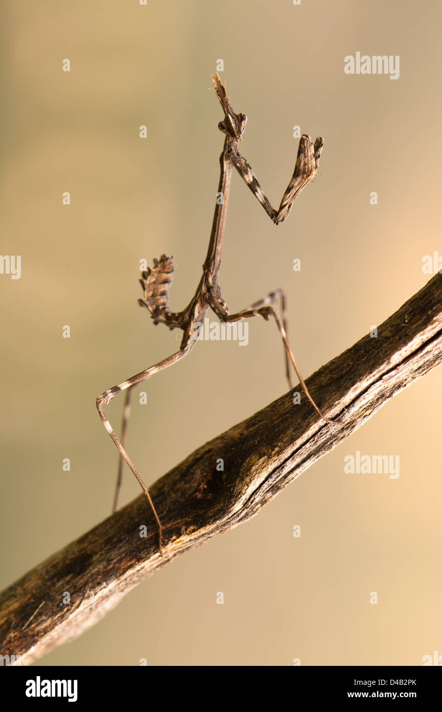 Empusa pennata hi-res stock photography and images - Alamy