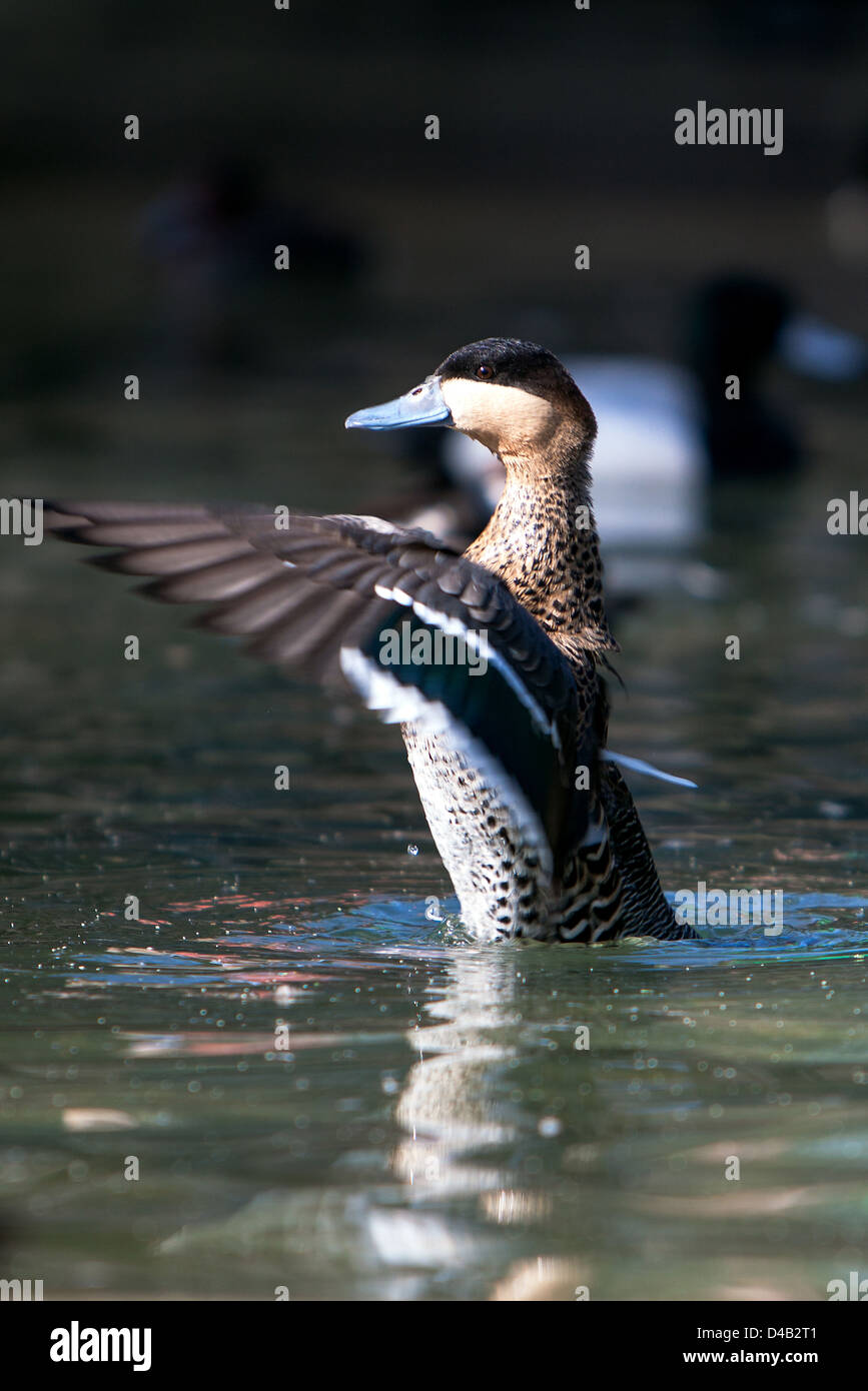 wild duck start to fly on the pond Stock Photo - Alamy