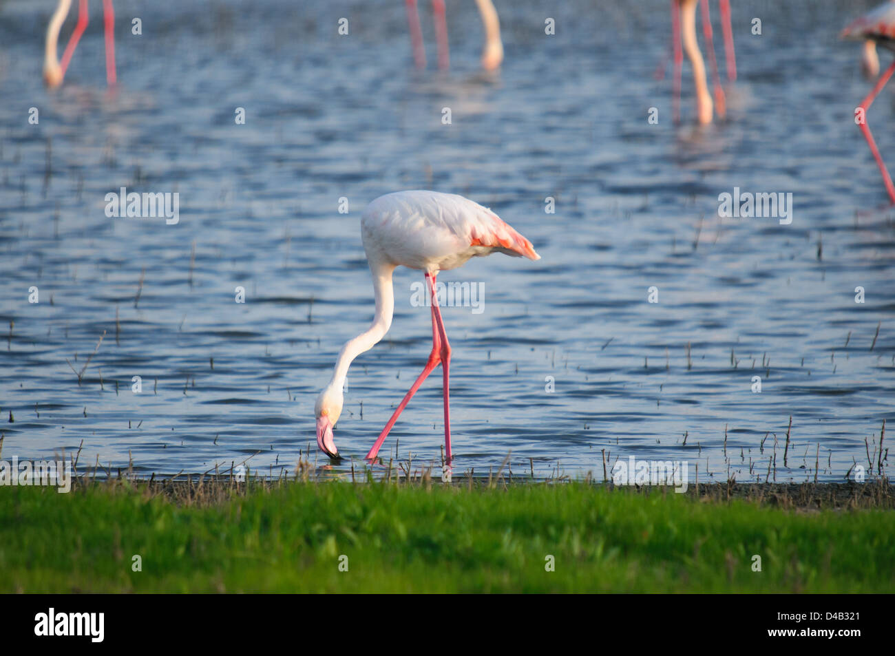 A picture of a flamingo Stock Photo - Alamy
