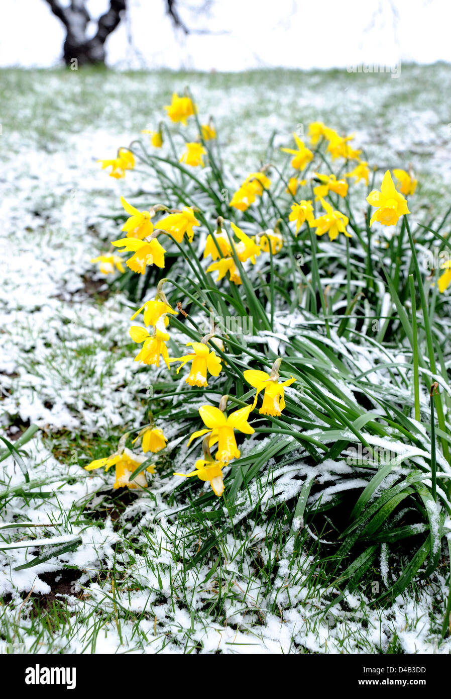 Flowering march uk wild daffodils hi-res stock photography and images ...