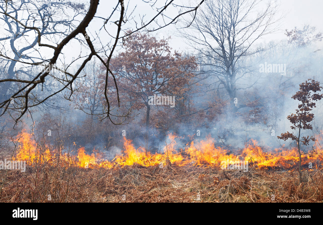 Fire woods burning hi-res stock photography and images - Alamy