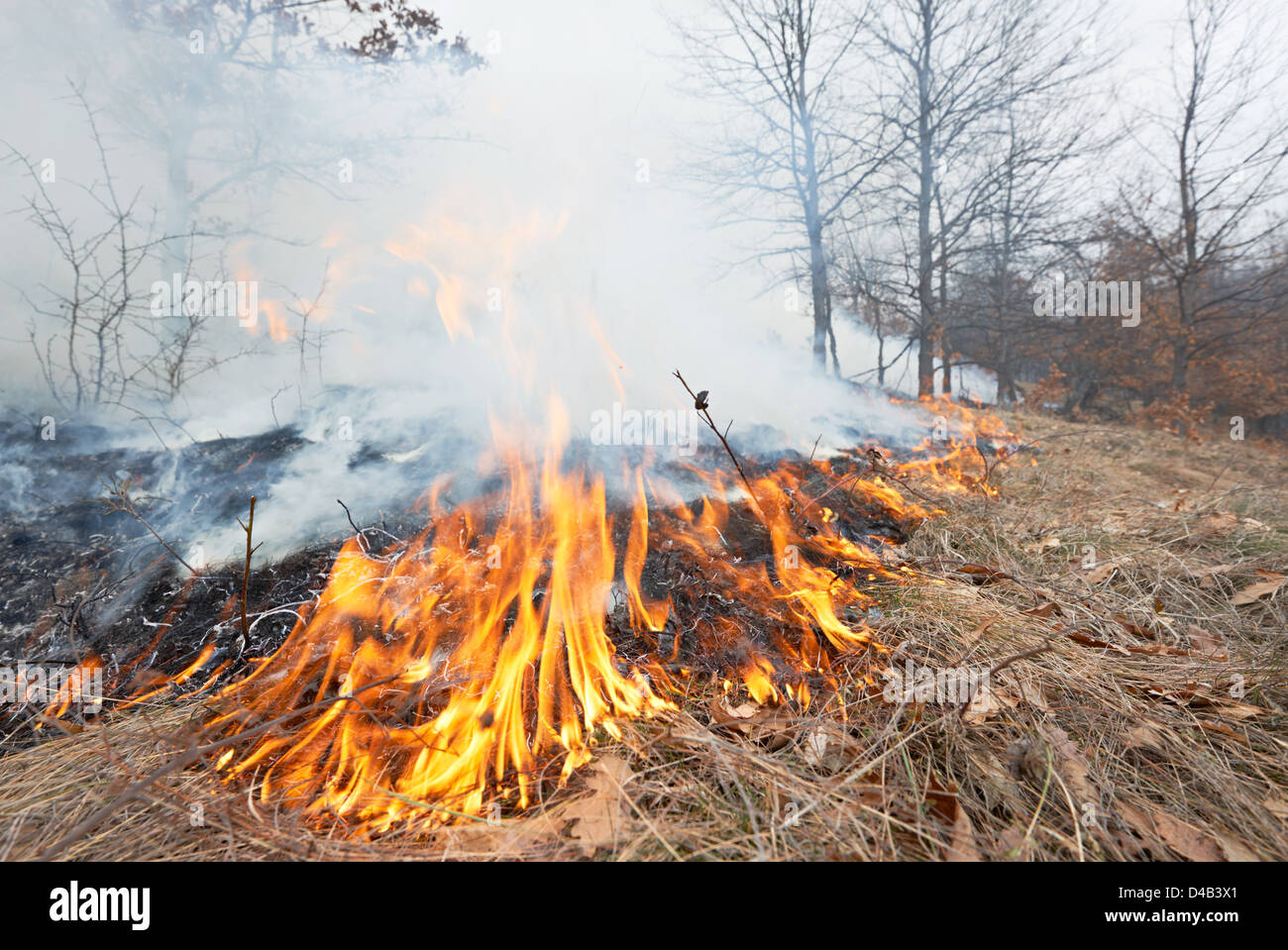 Fire woods burning hi-res stock photography and images - Alamy