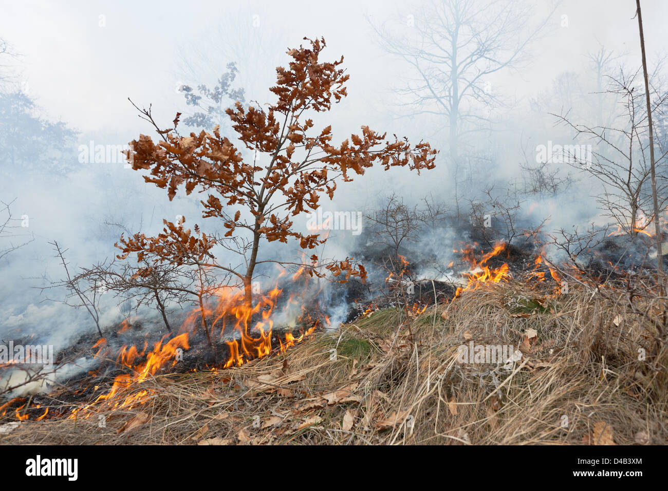 Fire woods burning hi-res stock photography and images - Alamy